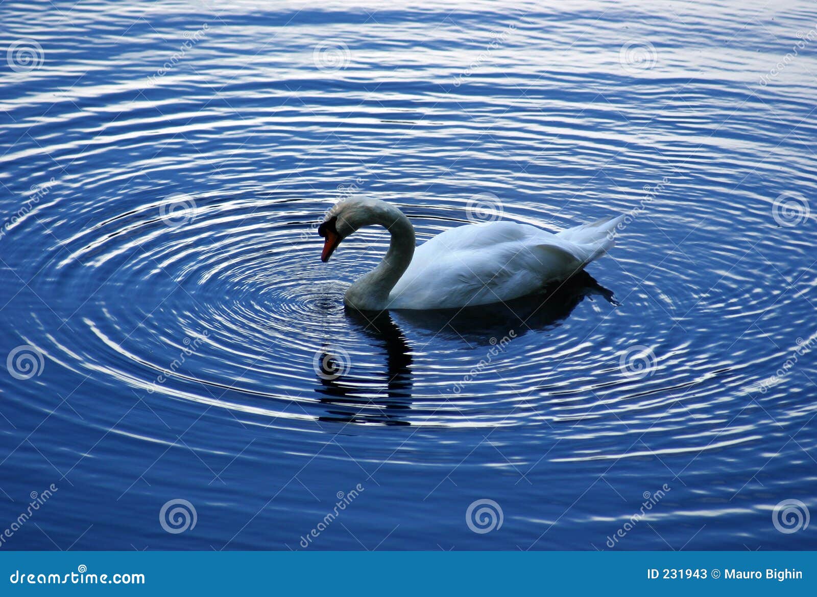 A swan stock image. Image of ripples, purity, bird, arts - 231943