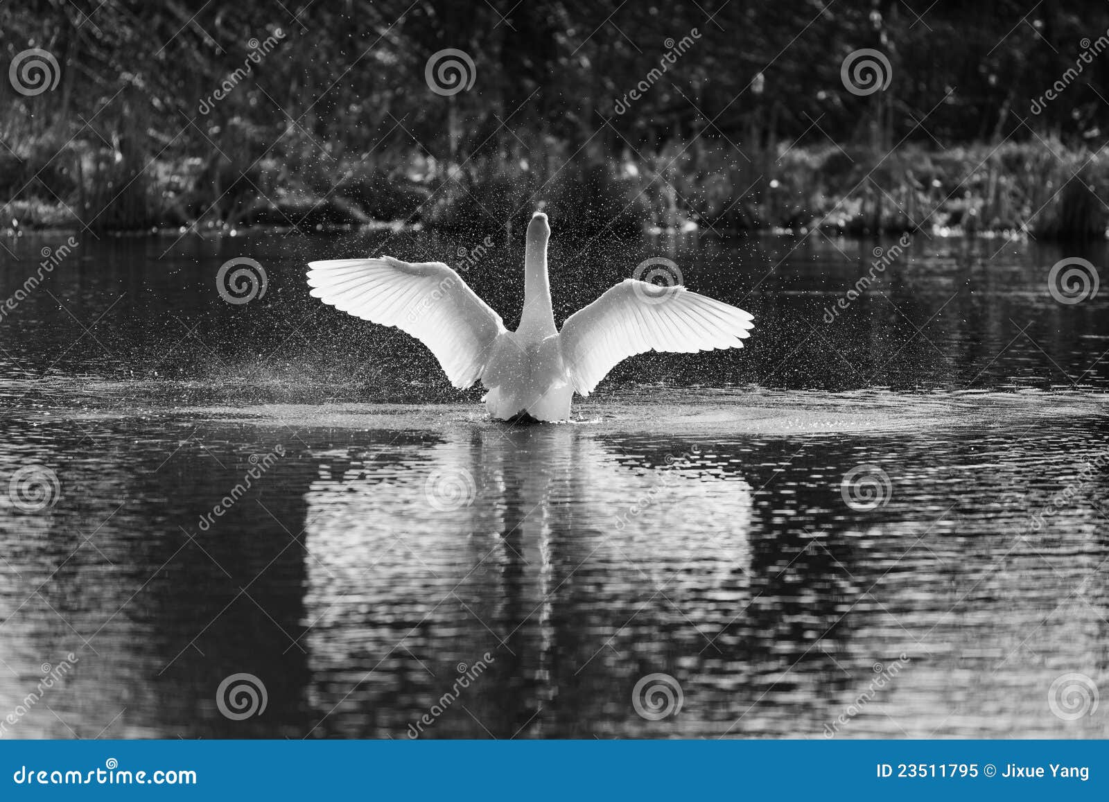 Swan stock image. Image of beautiful, pond, spring, cute - 23511795