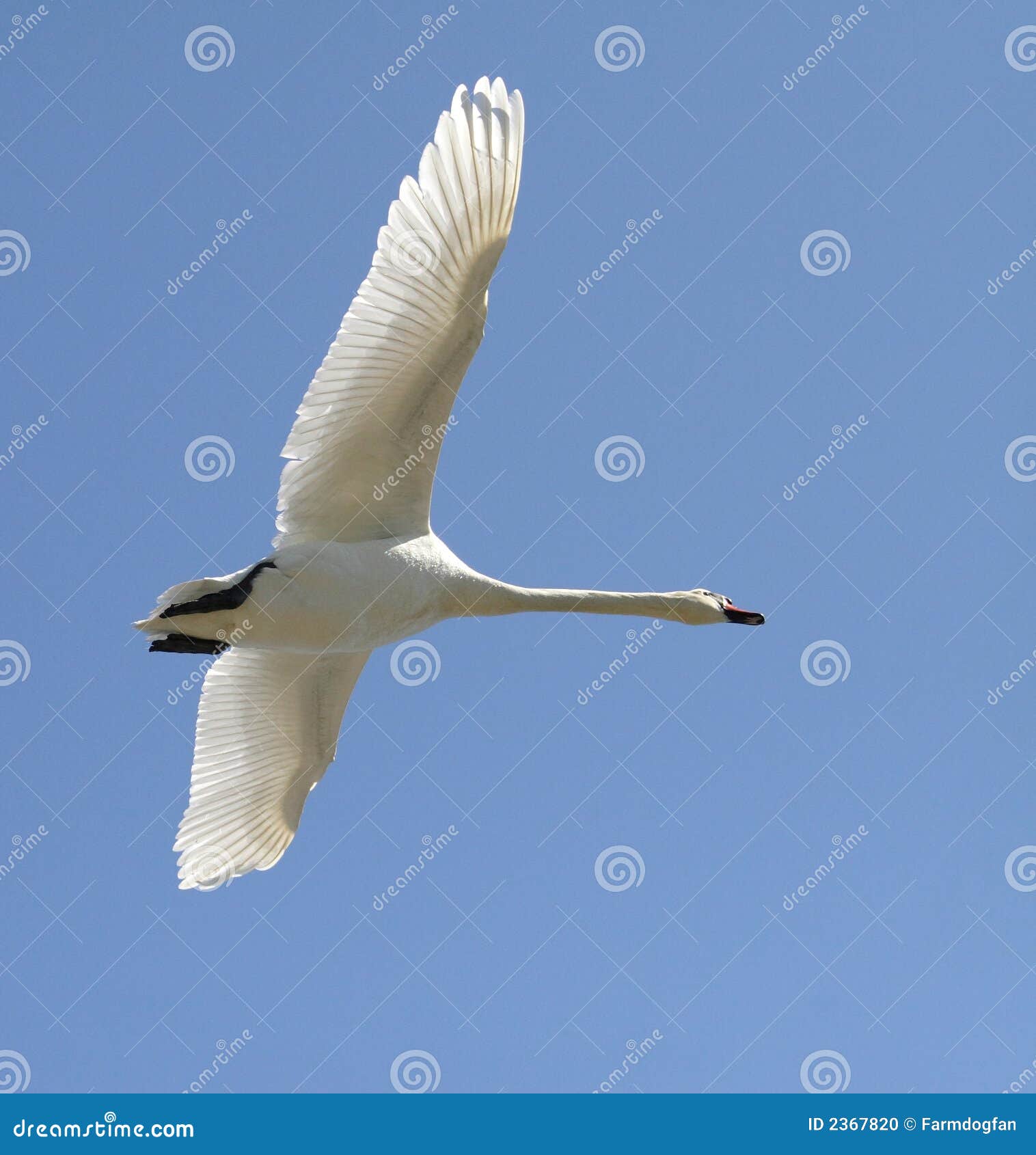 Swan stock photo. Image of flight, feathers, wings, swan - 2367820