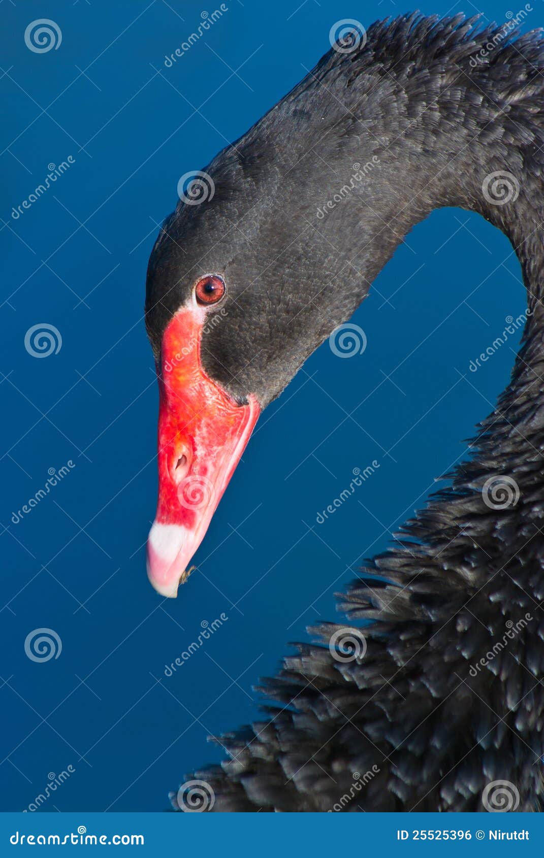 Swan stock photo. Image of black, feather, africa, african - 25525396