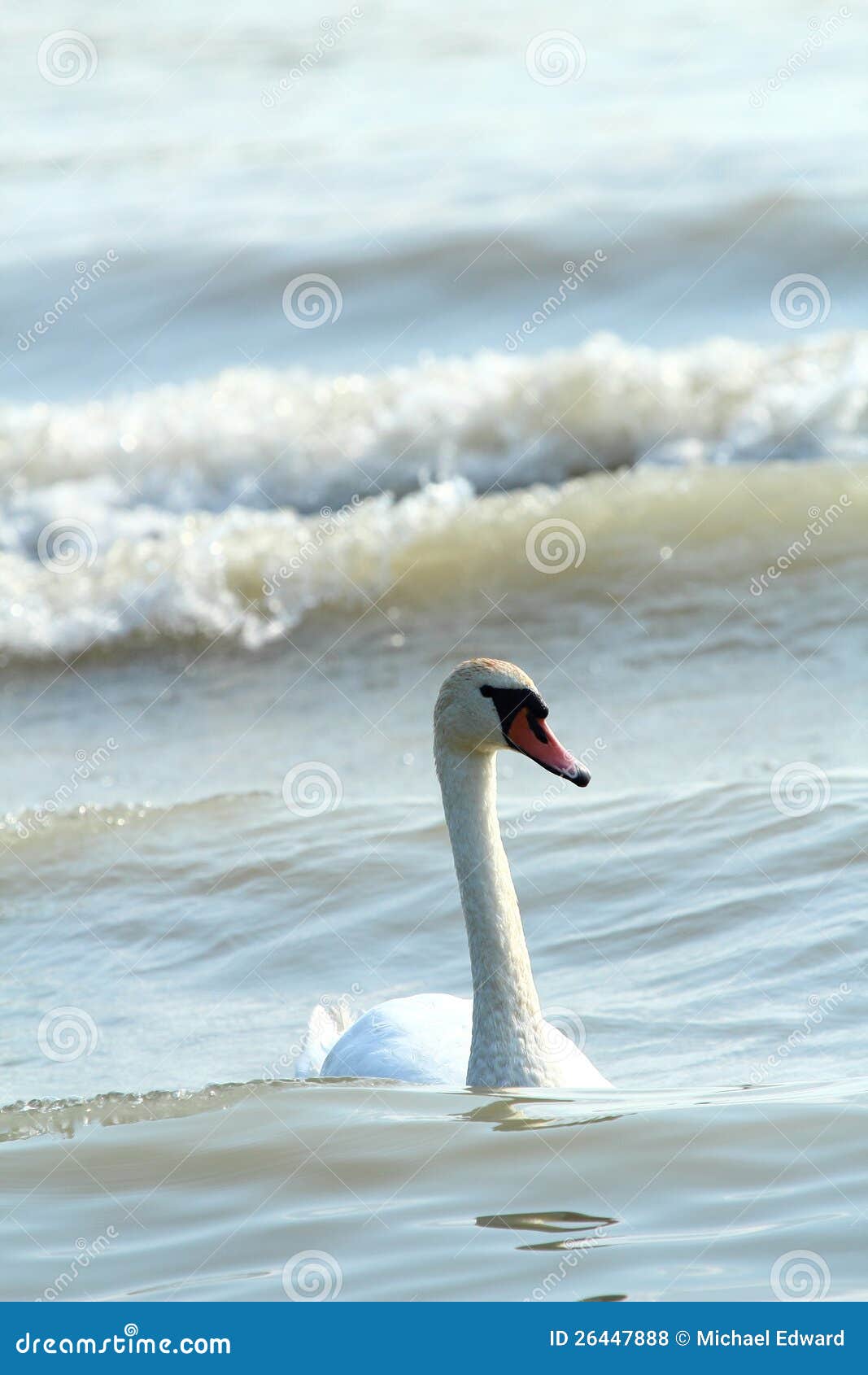 Swan stock photo. Image of swan, calm, love, wing, animal - 26447888