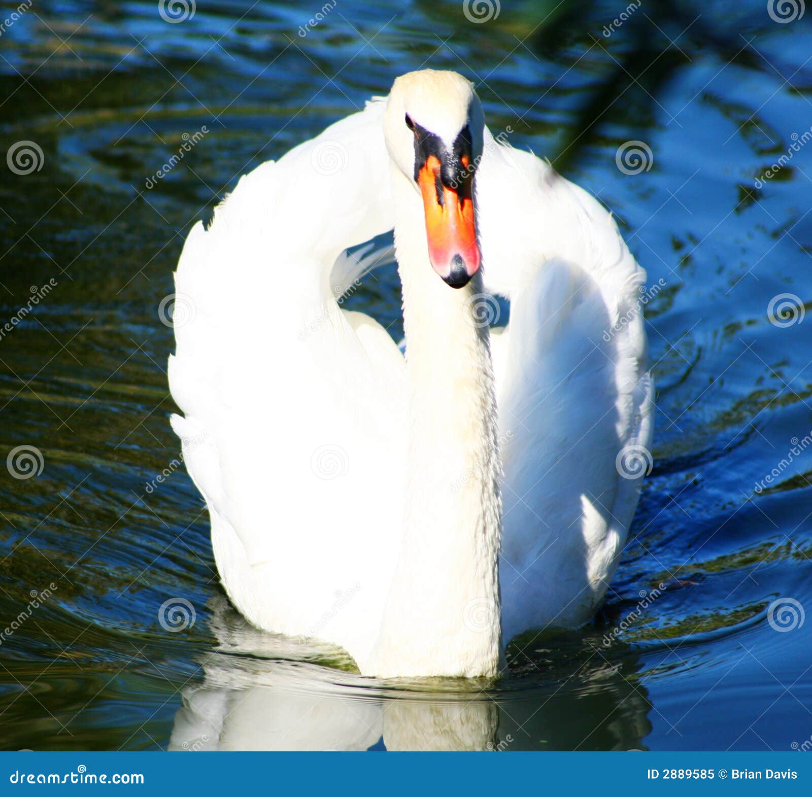Swan Picture. Image: 2889585