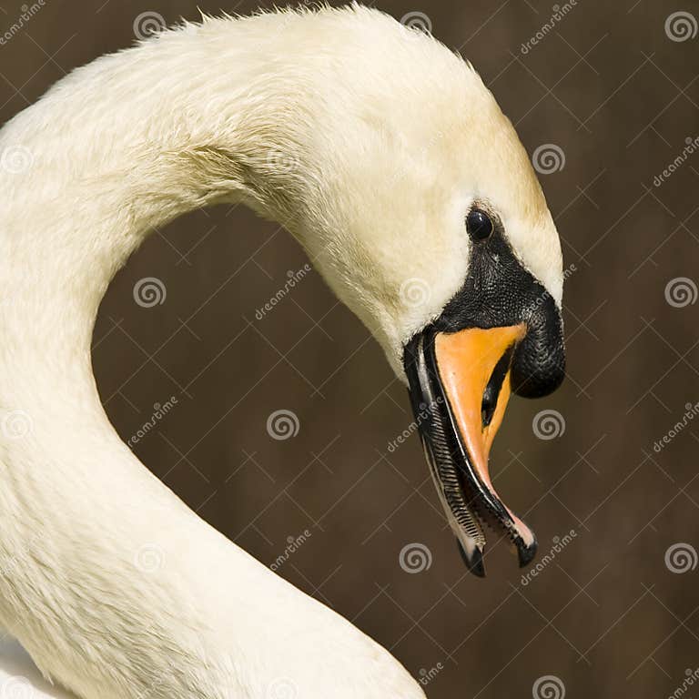 Swan stock photo. Image of nature, feathered, wildlife - 5030204