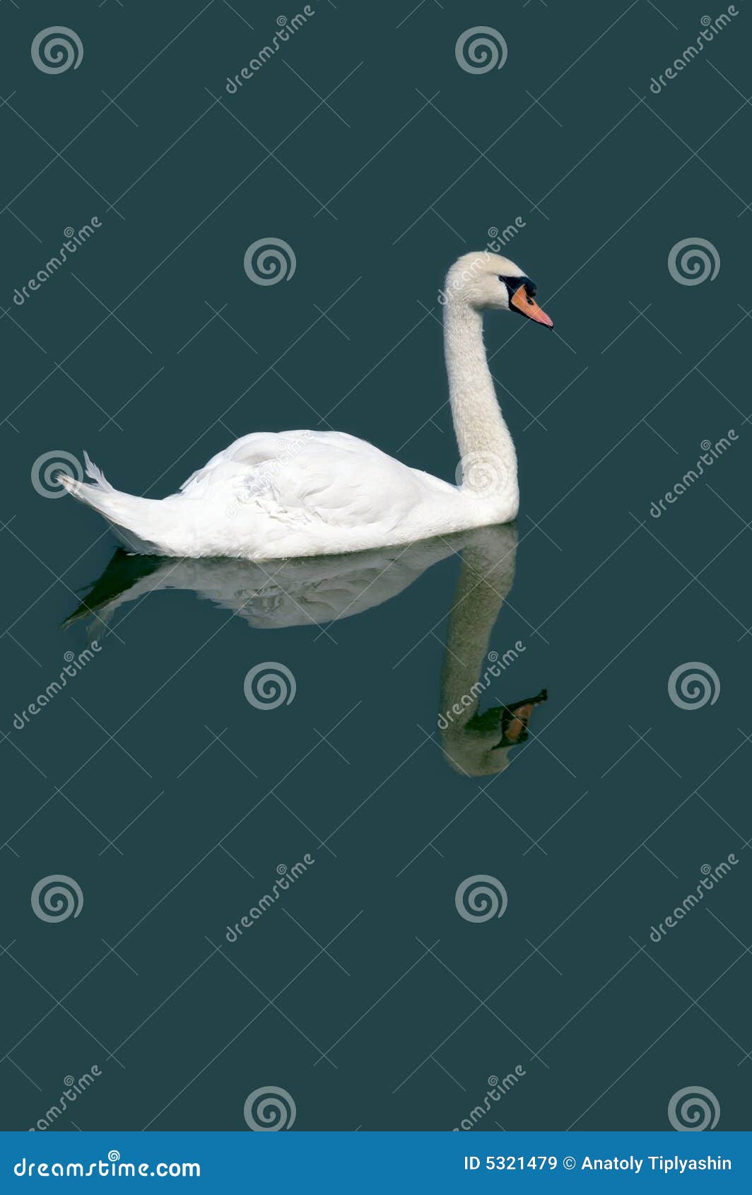 Swan stock image. Image of calm, beautiful, gentle, swim - 5321479