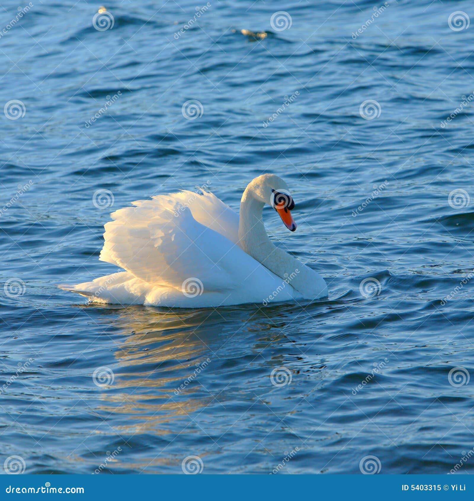 SWAN stock image. Image of blue, bird, elegance, lake - 5403315