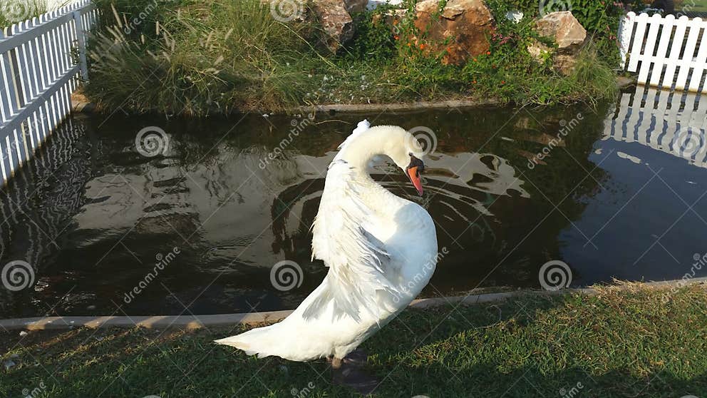 Swan stock photo. Image of poultry, swan, eyes, fowl - 54036916