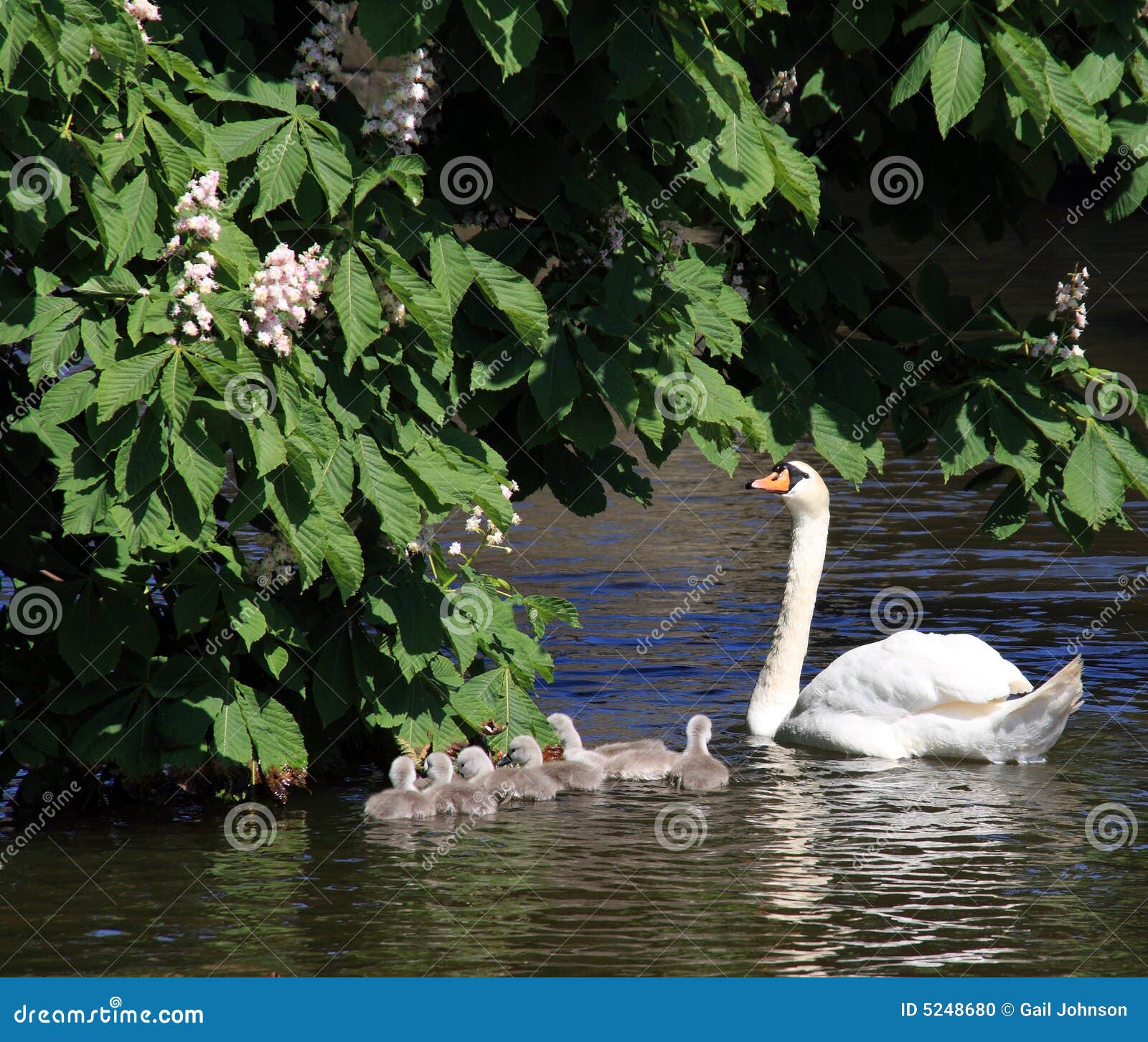 Swan and 7 cygnets stock photo. Image of cygnets, blossom - 5248680