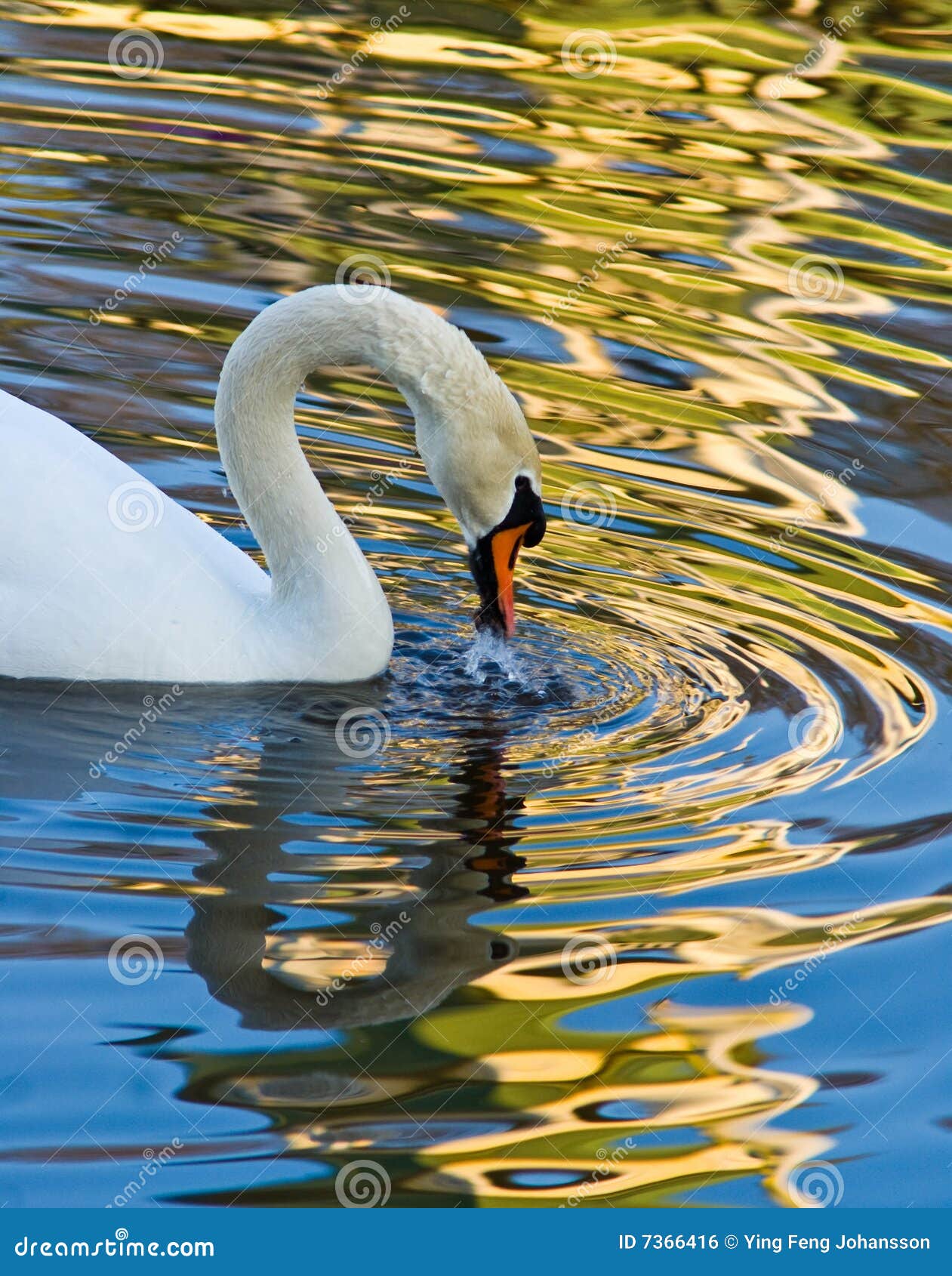 Swan stock photo. Image of peaceful, spring, neck, area - 7366416