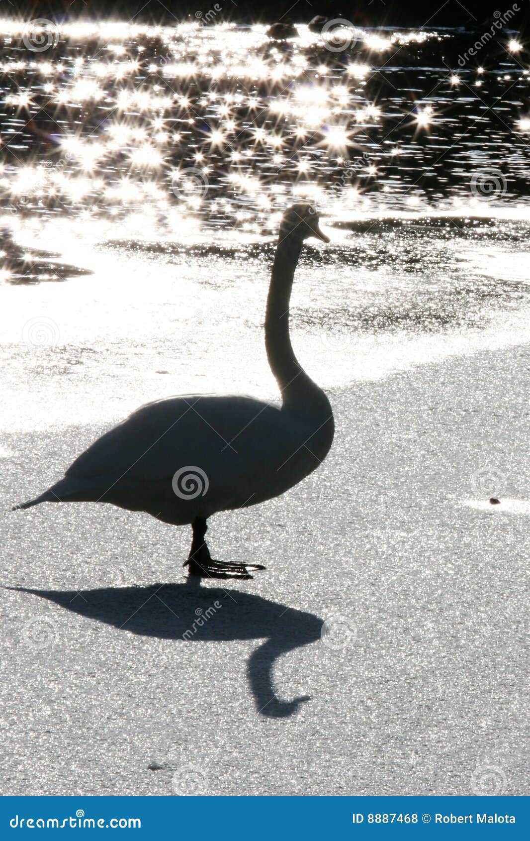 Swan stock photo. Image of swan, star, bird, silhouette - 8887468