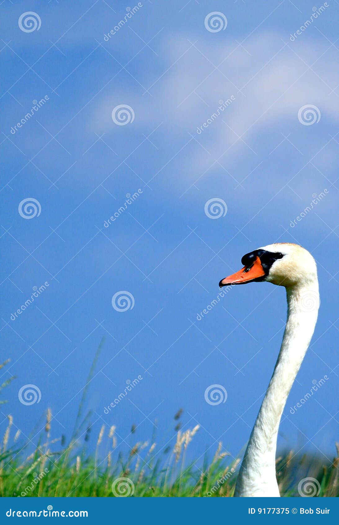 Swan stock image. Image of swan, power, habitat, blue - 9177375