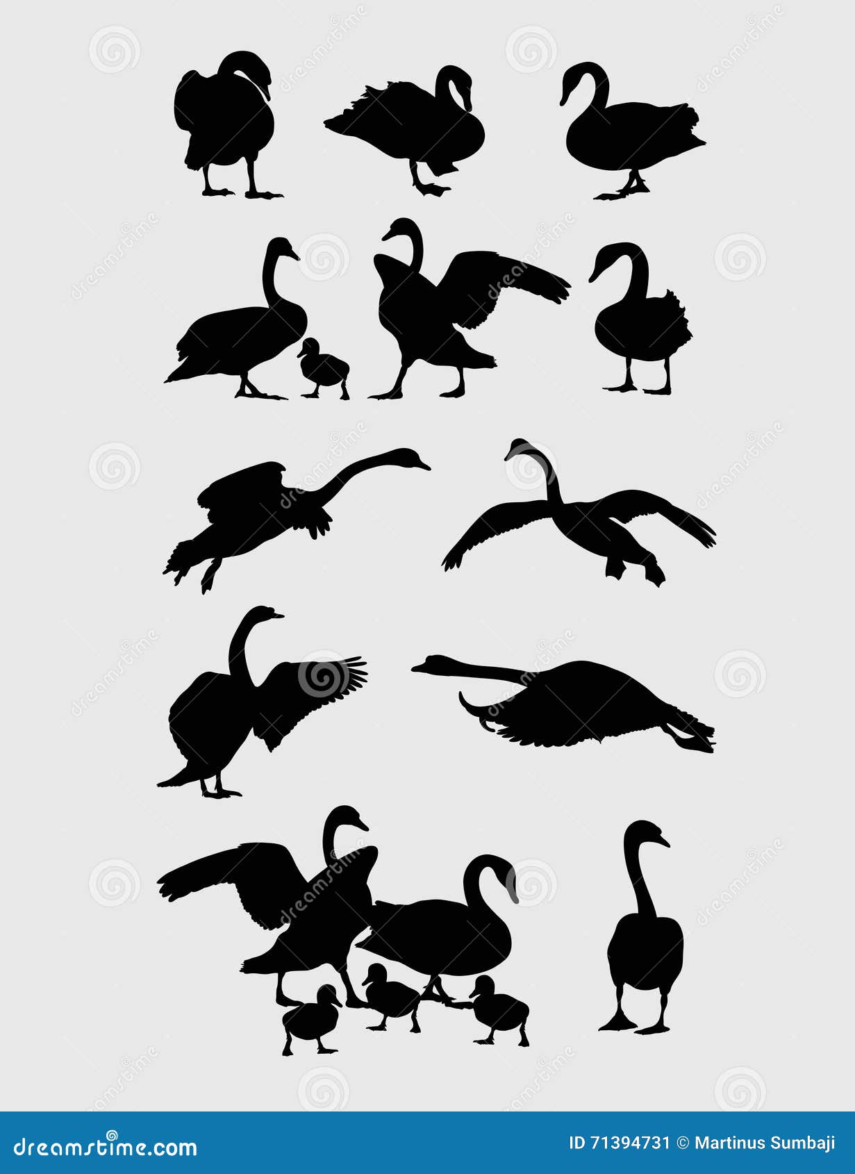 Pack PNG Of A Swan With Its Cygnet Isolated Set Against Transparent ...