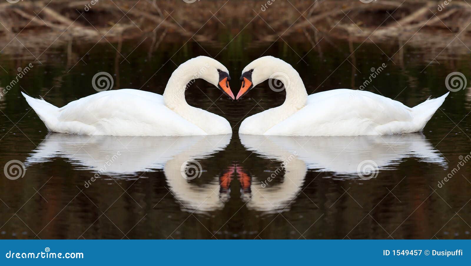 Swan affection stock image. Image of elegant, produce - 1549457