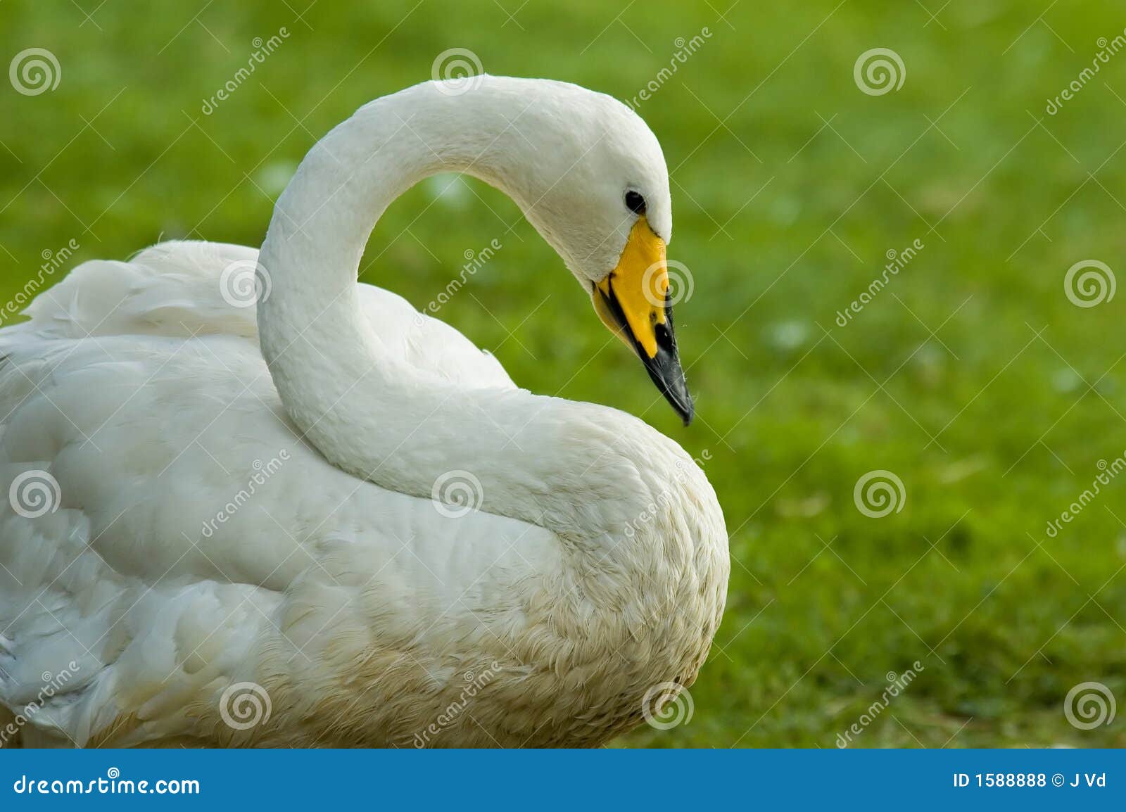 Swan Against Green Background Stock Photo - Image of perfection ...