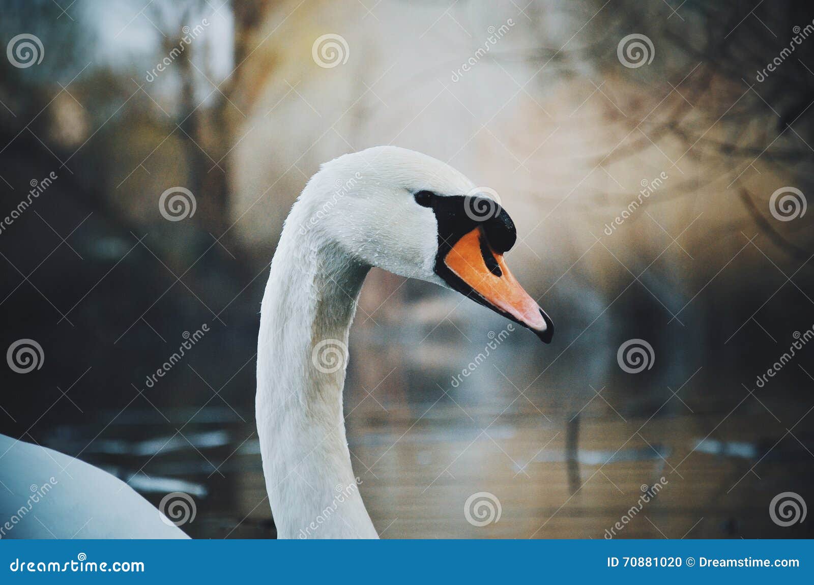 Swan stock photo. Image of swan, bird, alone, animal - 70881020