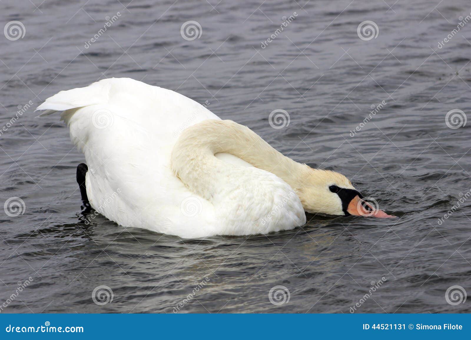 Swan with arched neck stock image. Image of neck, arched - 44521131