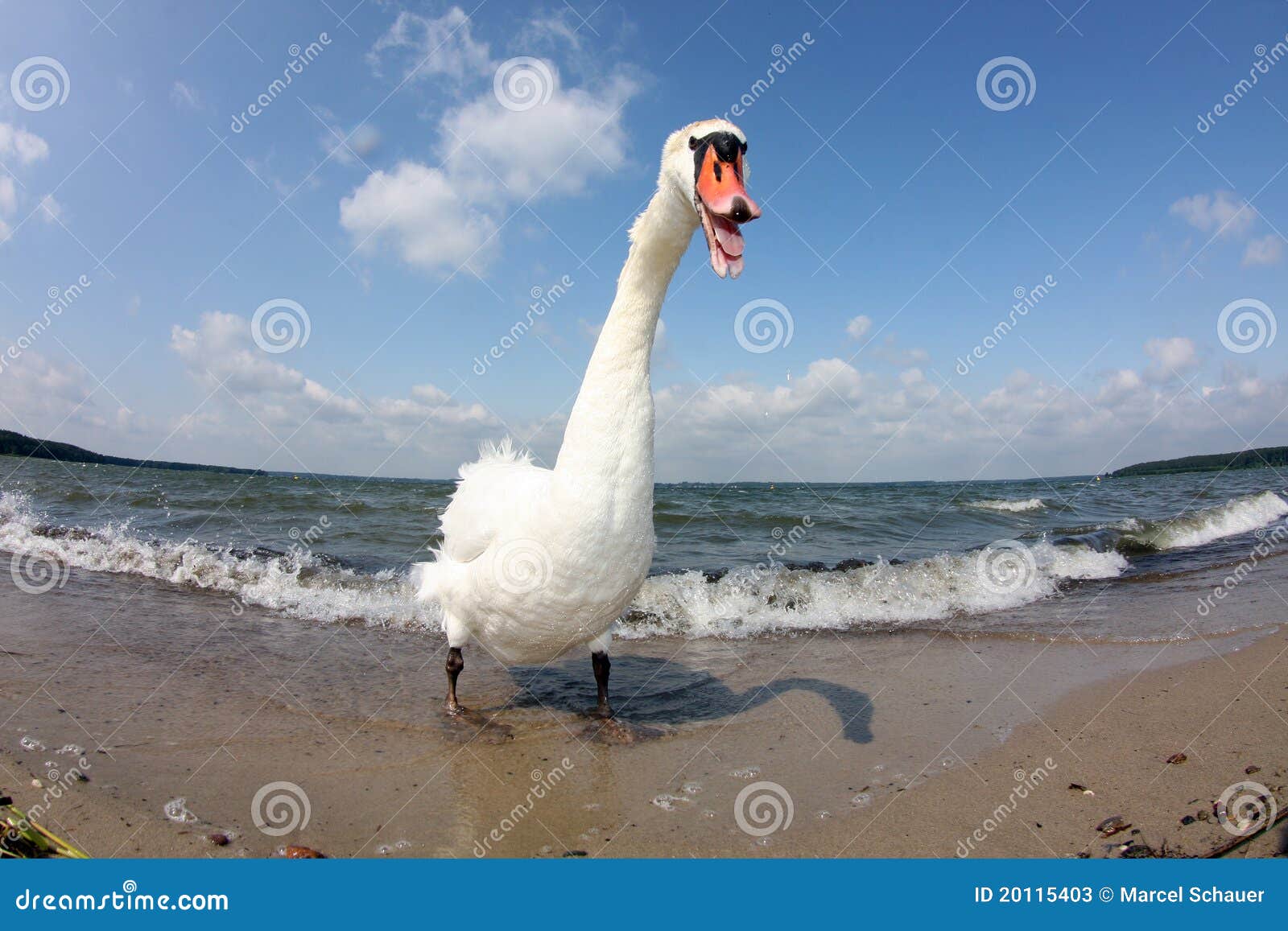 Swan attack stock image. Image of curious, beak, swam - 20115403