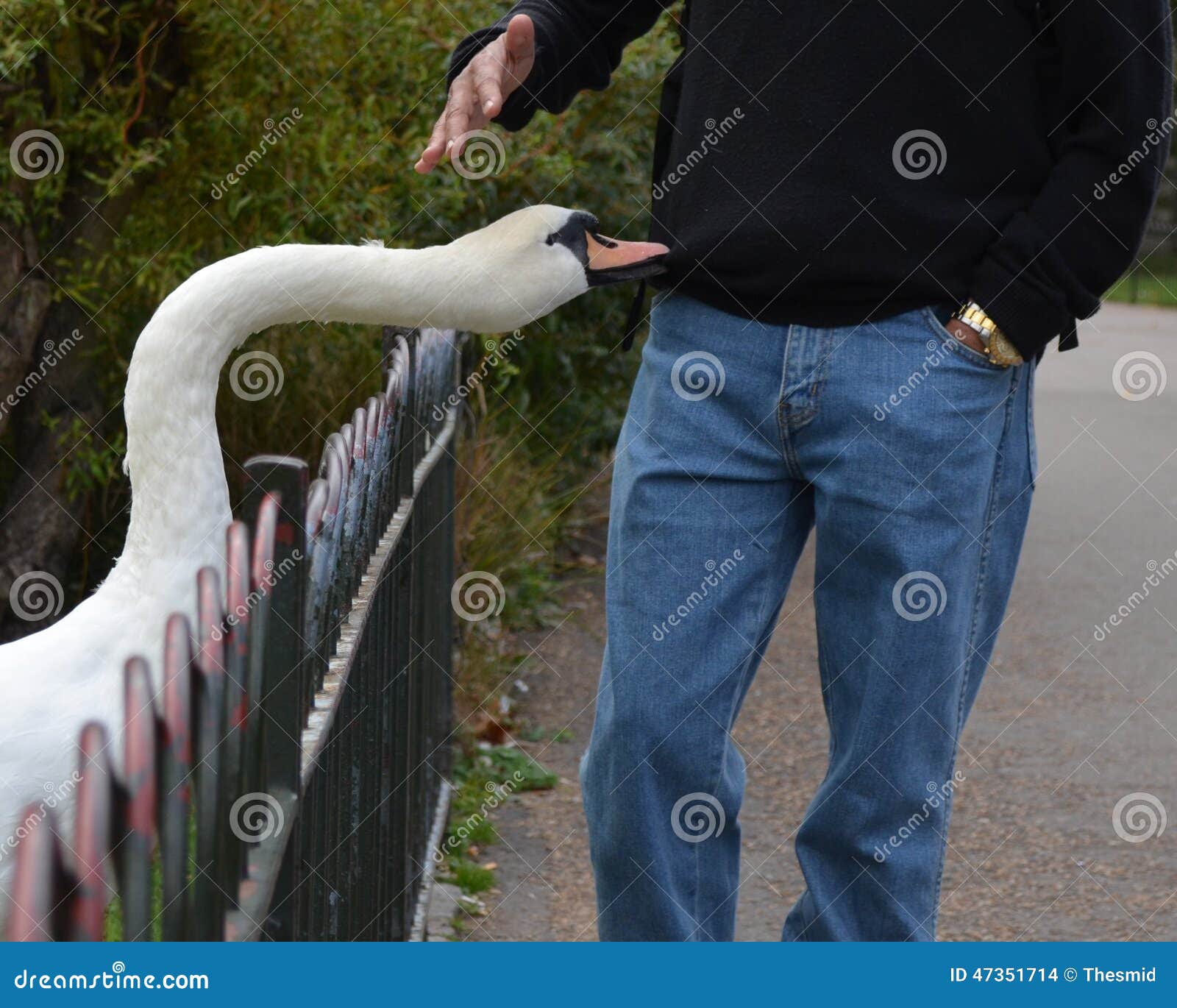 Swan Attack stock photo. Image of neck, bill, detailed - 47351714