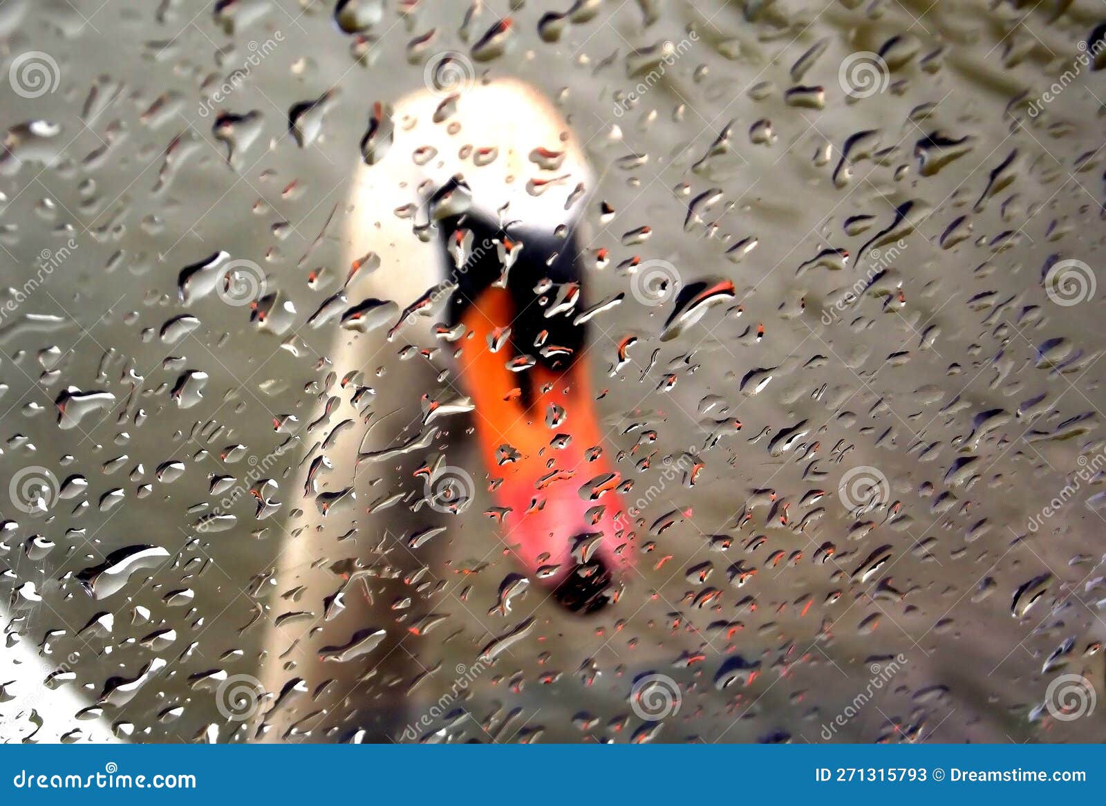 Swan Attempting To Look through a Rain Spattered Window Stock Image ...