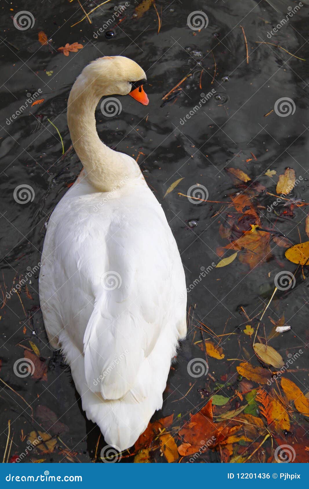 Swan in Autumn stock photo. Image of beak, wing, glide - 12201436