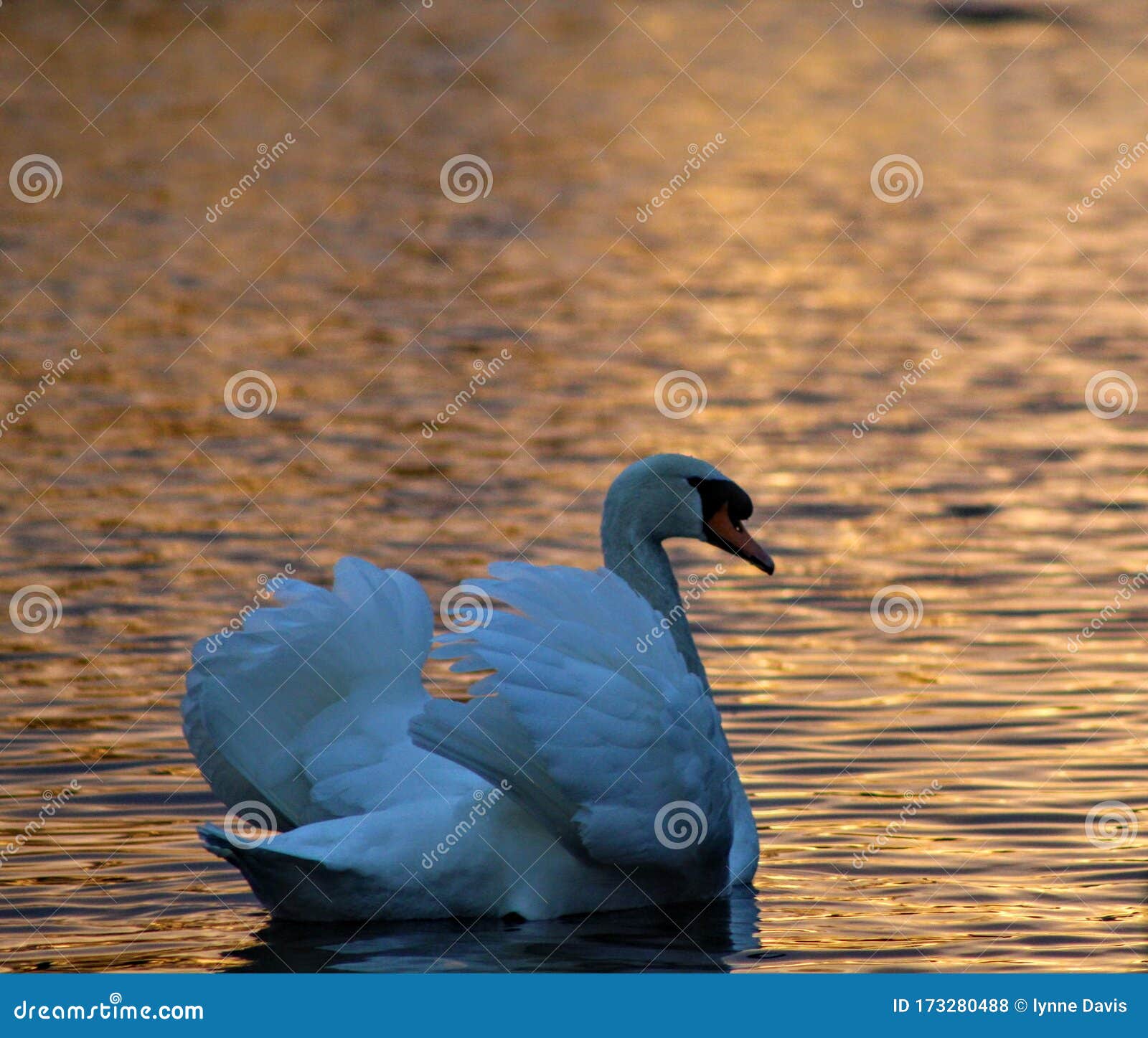 Swan autumn colours stock photo. Image of colours, swan - 173280488