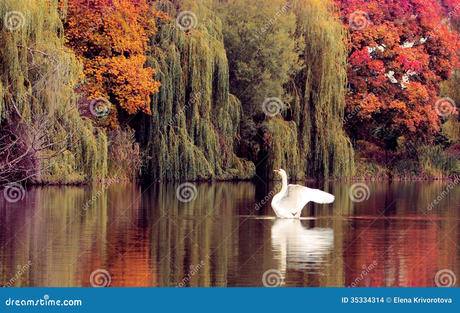 Swan on the autumn lake stock photo. Image of brown, last - 35334314