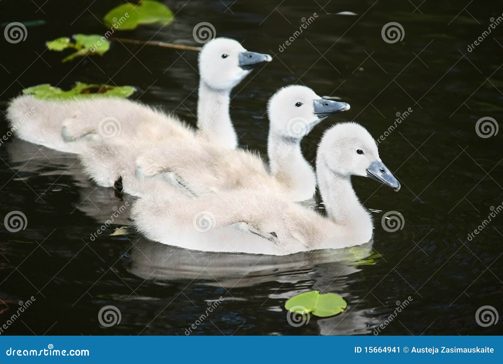 Swan babies stock image. Image of serenity, spring, nature - 15664941
