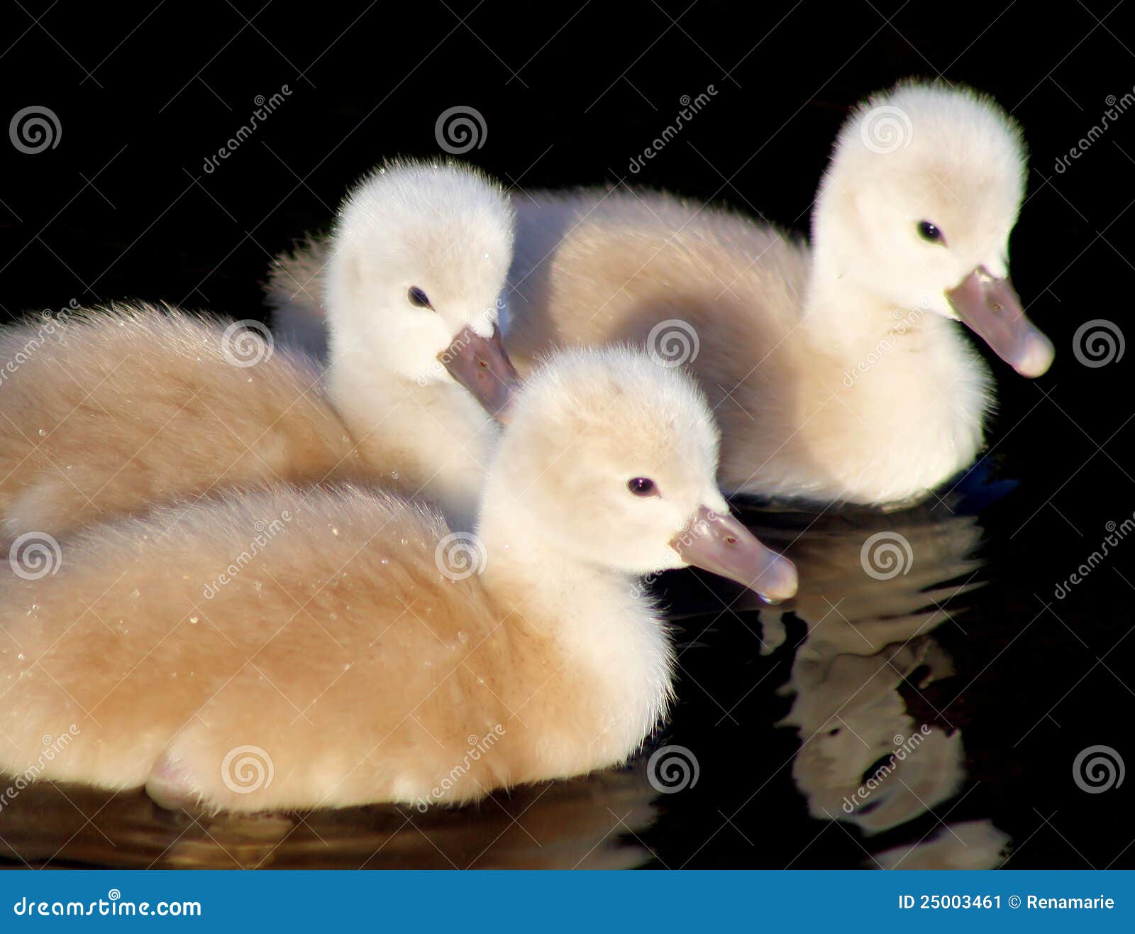 Swan Babies stock image. Image of spring, wilderness - 25003461