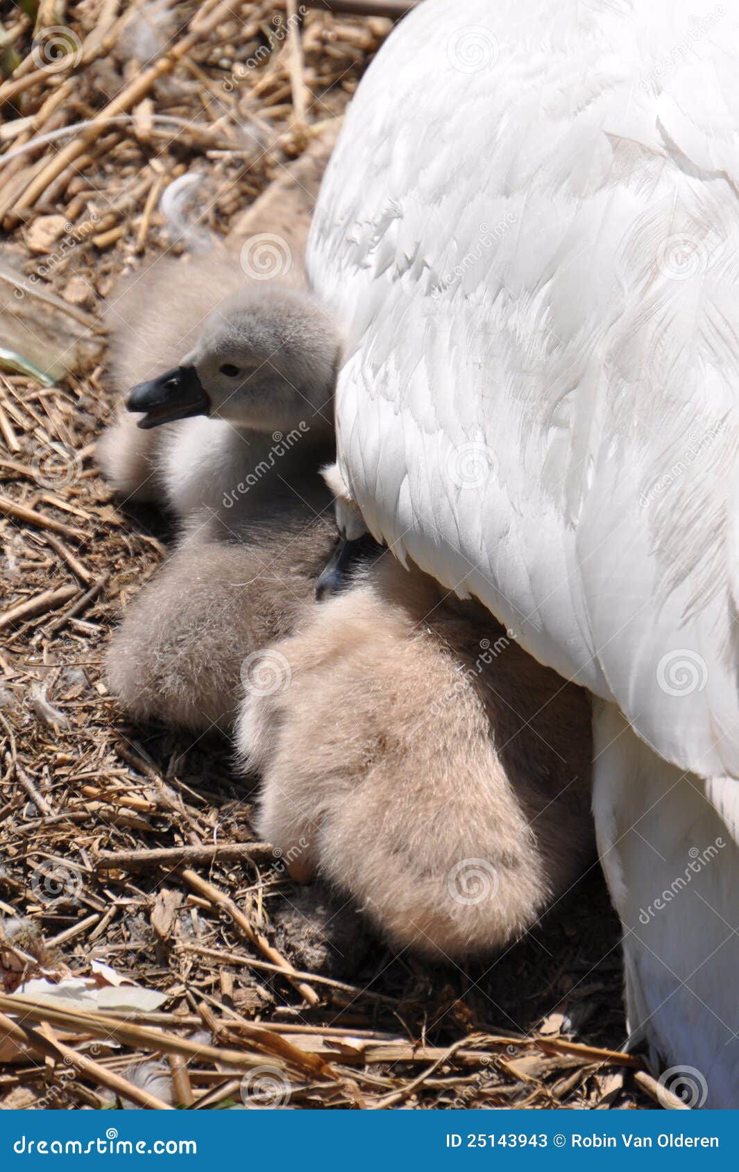 Swan baby stock image. Image of animal, quack, protection - 25143943