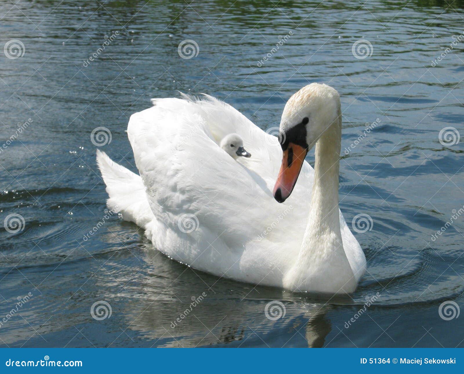 Swan with baby stock photo. Image of wader, beautiful, loch - 51364
