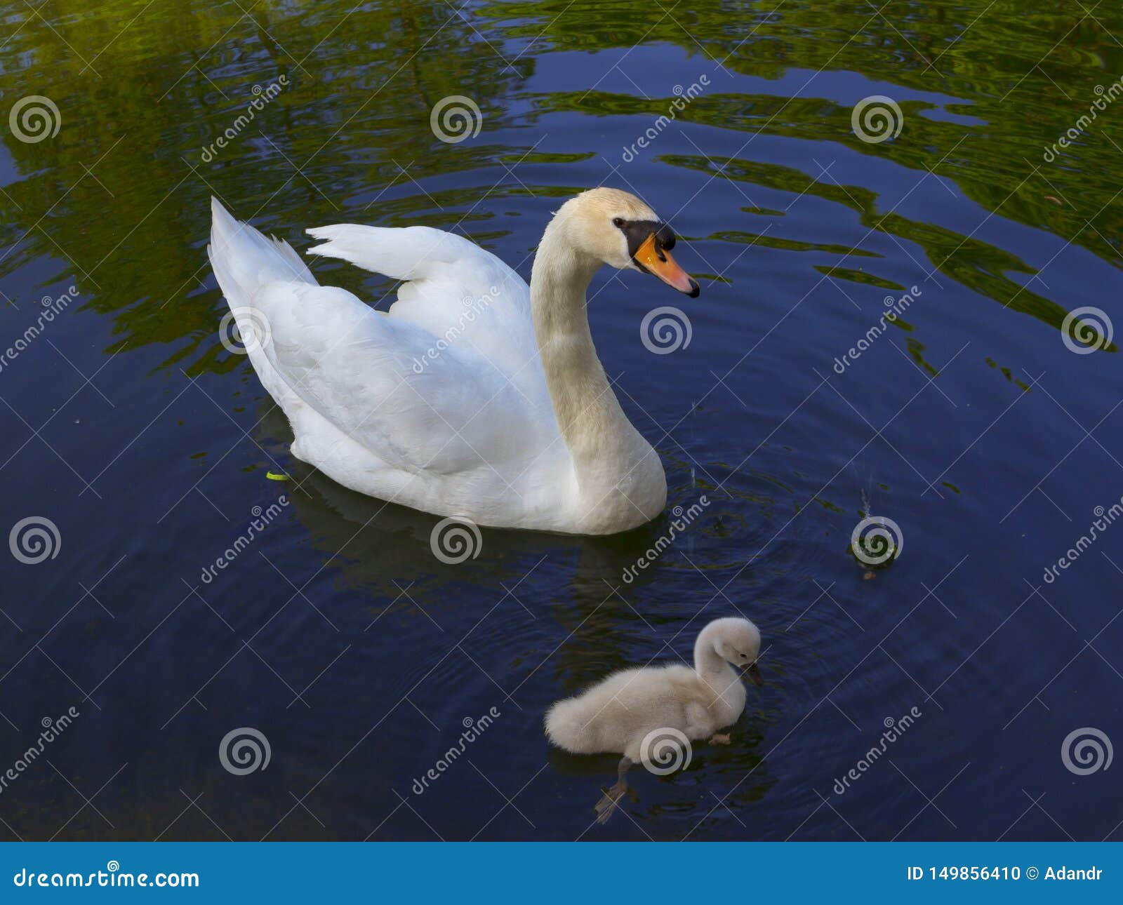 Swan with a Baby Bird Float on a Pond Stock Photo - Image of fluffy ...