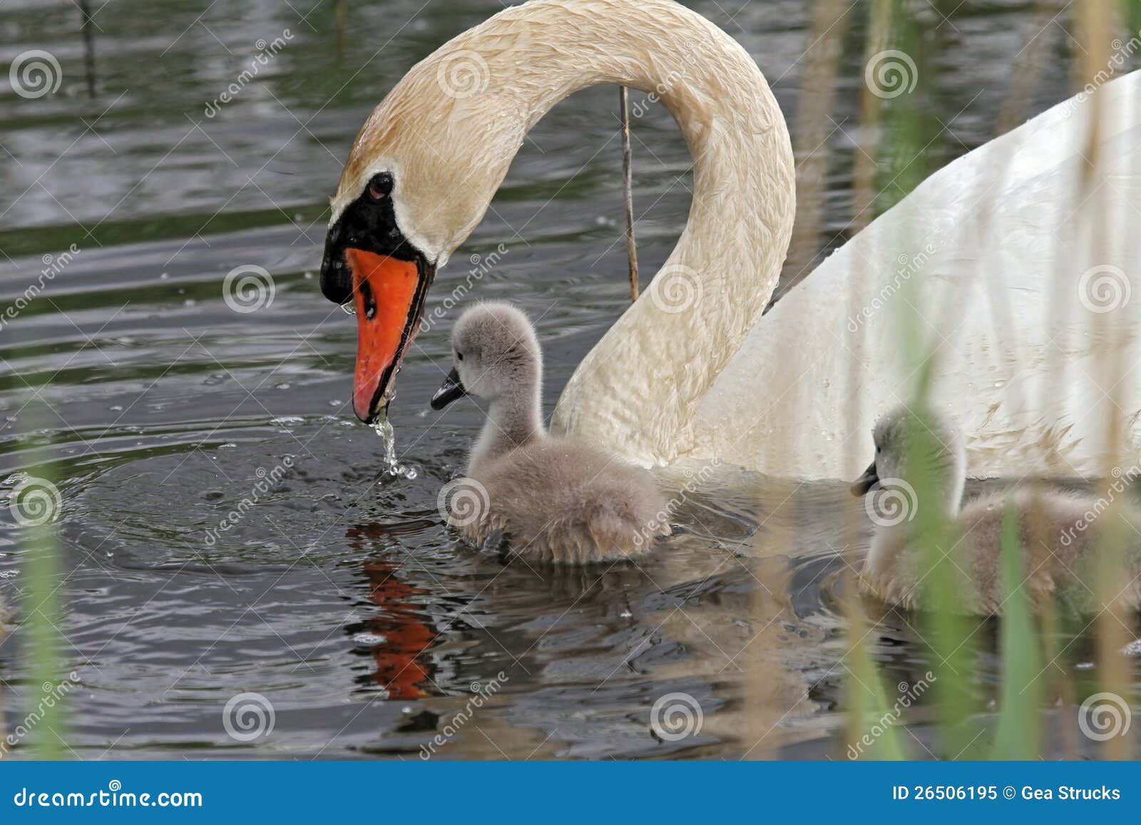 Swan with baby cygnet stock image. Image of cygnet, swan - 26506195