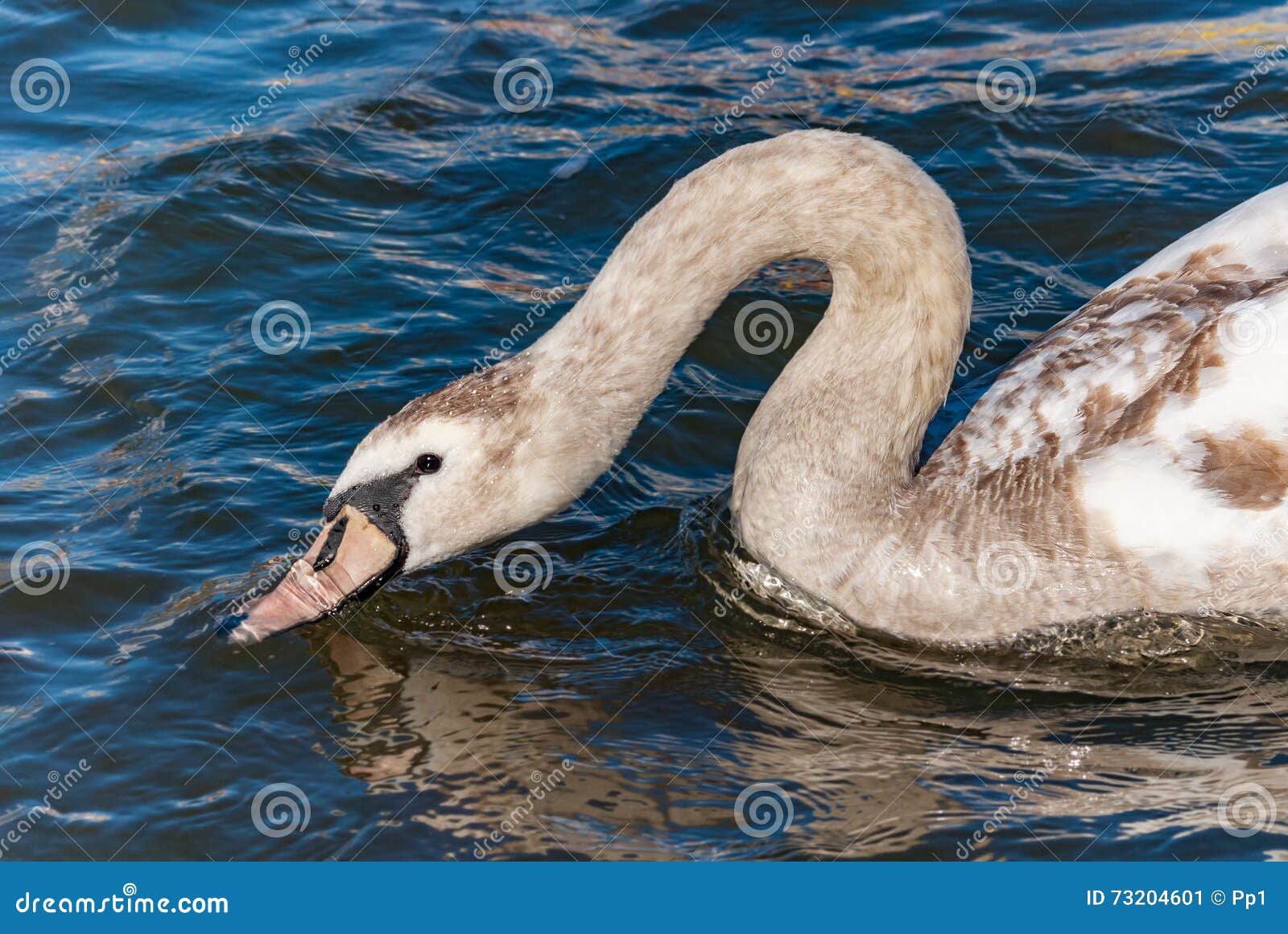 Swan Baby Young Long Neck Curve Stock Image - Image of graceful, white ...