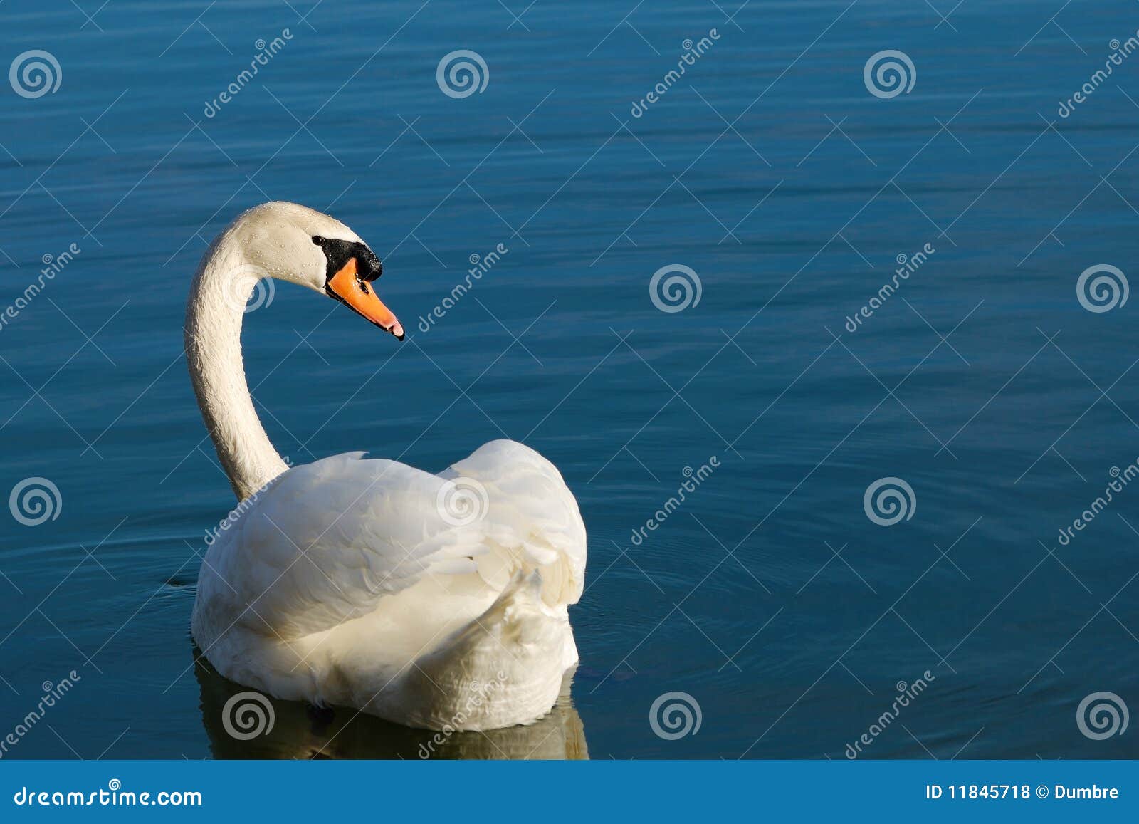Swan of back stock photo. Image of elegant, animal, purity - 11845718