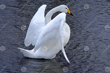 Swan ballet stock photo. Image of position, park, digital - 1872768