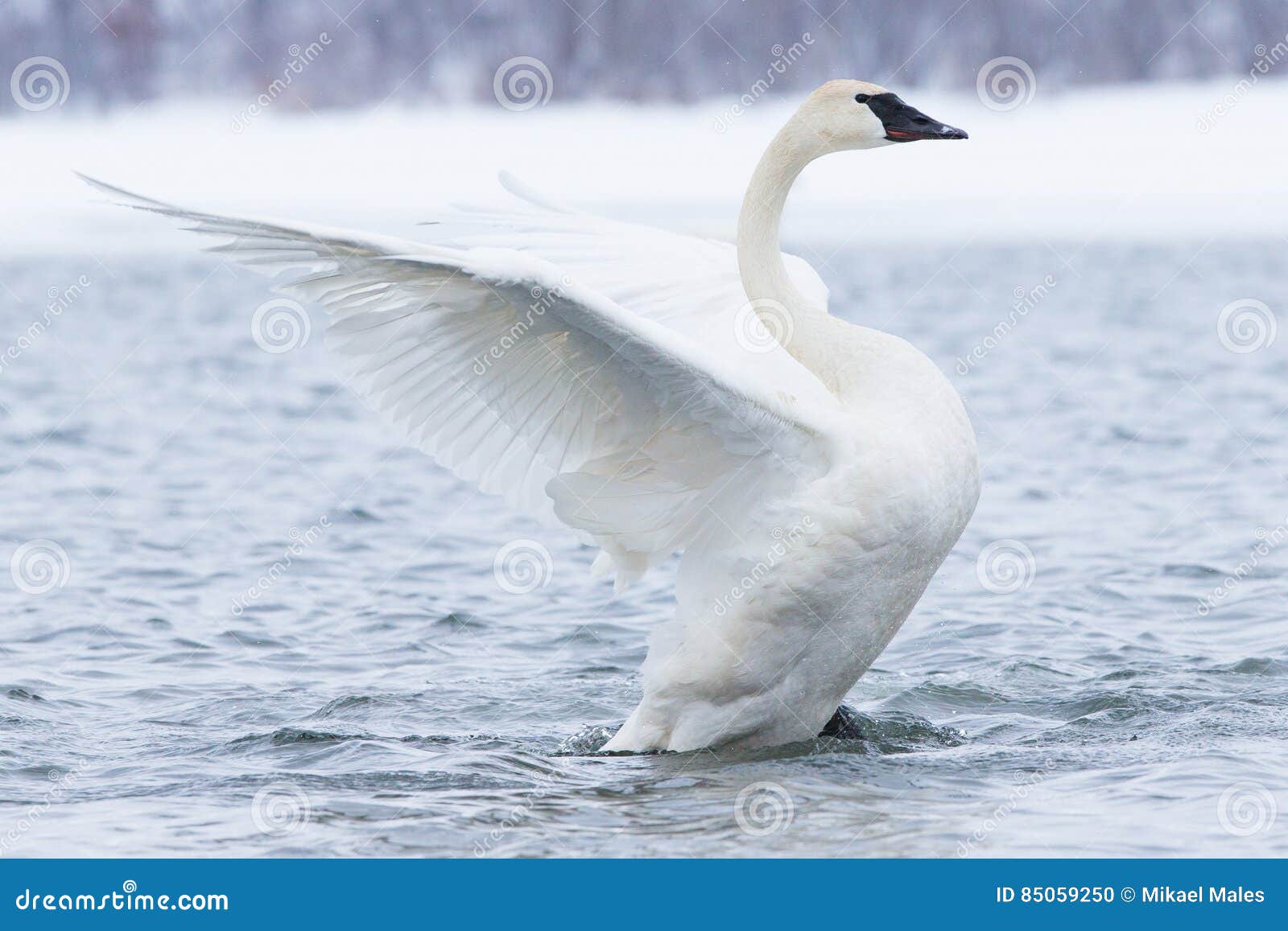 Swan ballet stock photo. Image of stream, landscape, season - 85059250