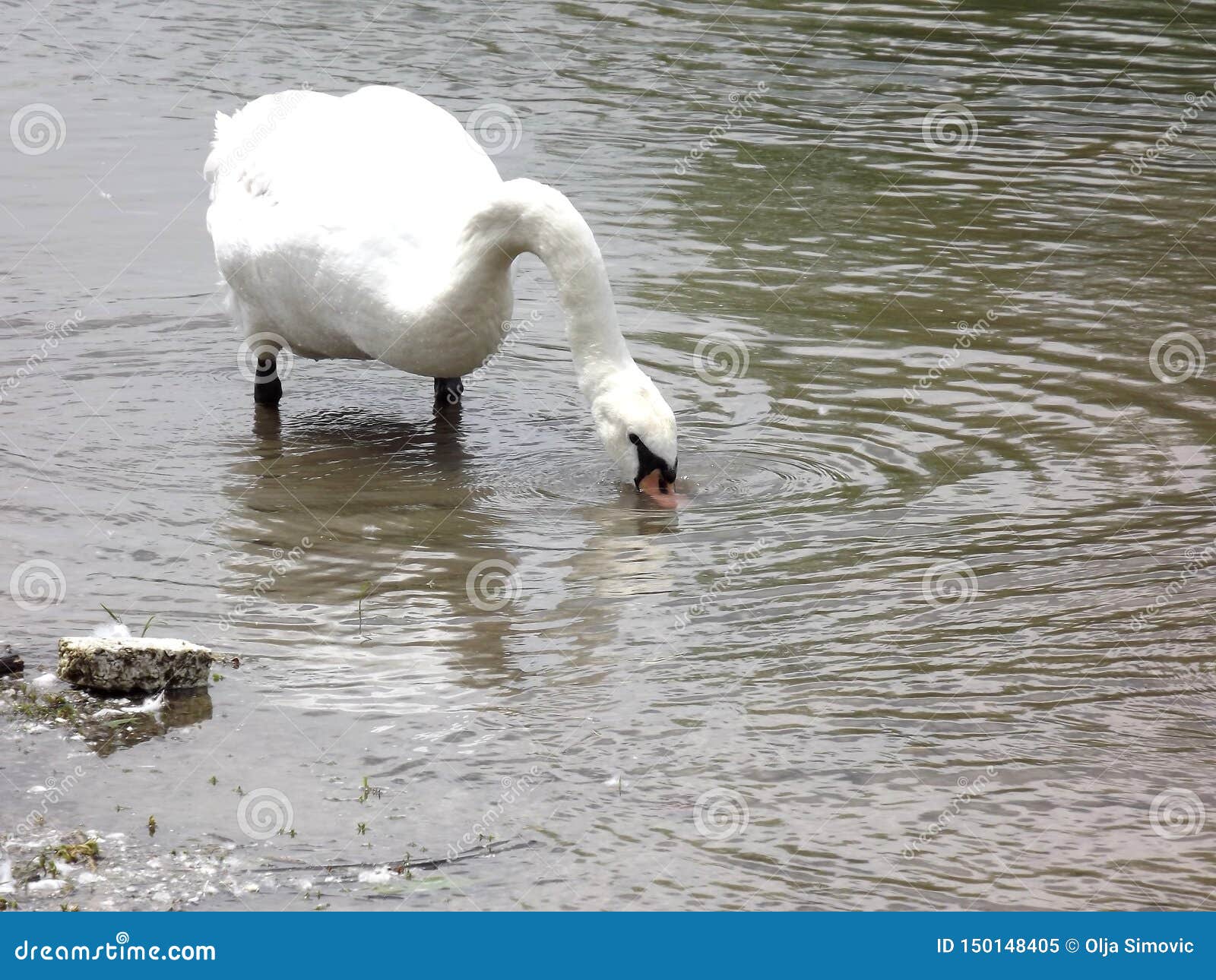 Swan on the banks stock image. Image of nature, river - 150148405