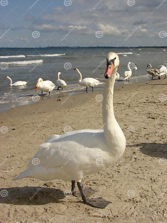 Swan on the beach stock photo. Image of bird, fauna, beauty - 2852108