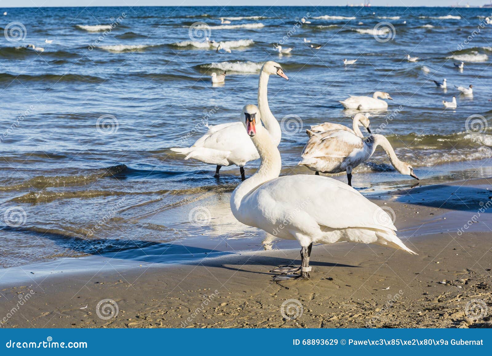 Swan on the Beach on the Baltic Sea. Stock Image - Image of bird ...