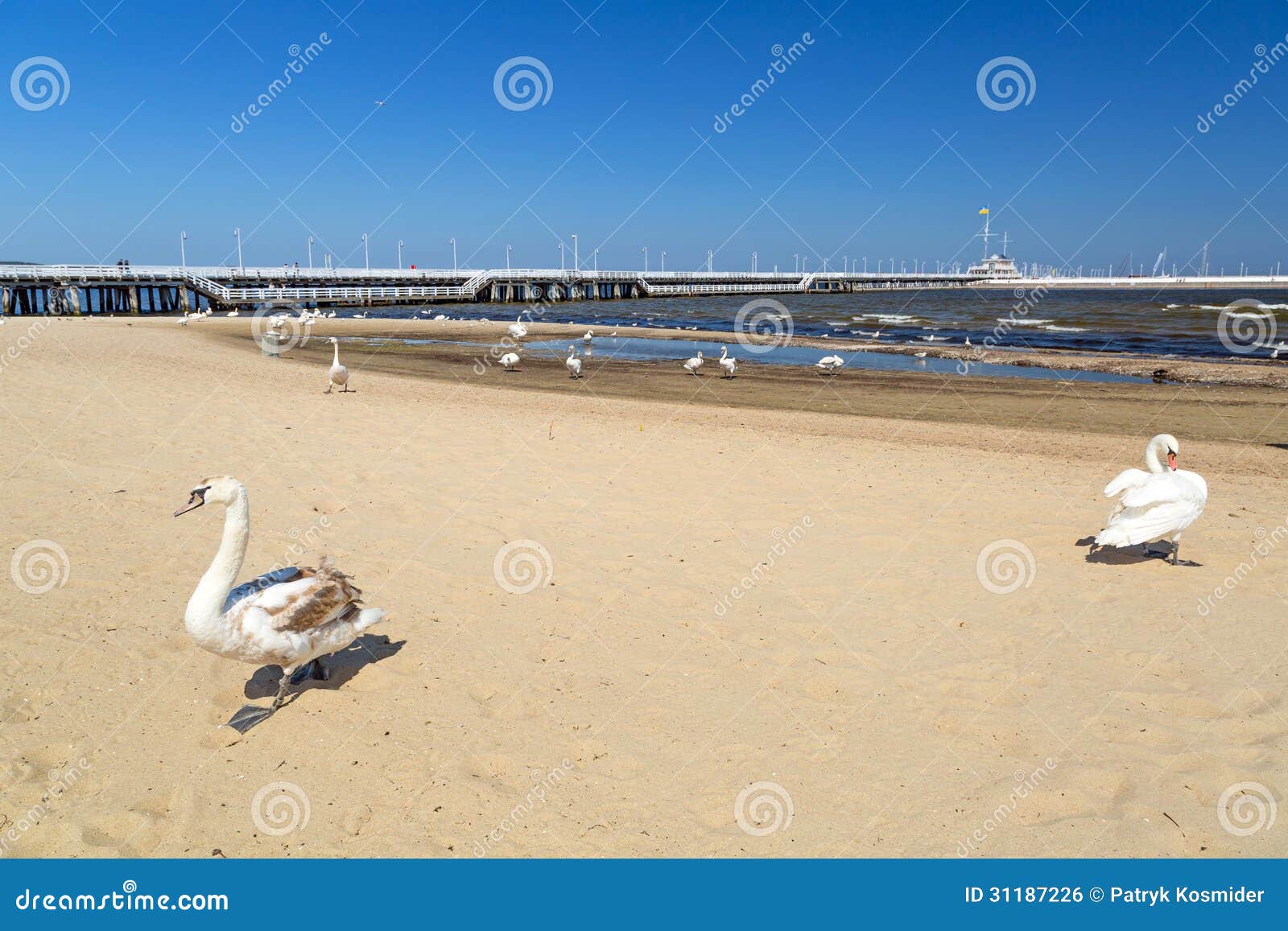 Swan on the beach in Sopot stock photo. Image of coastal - 31187226