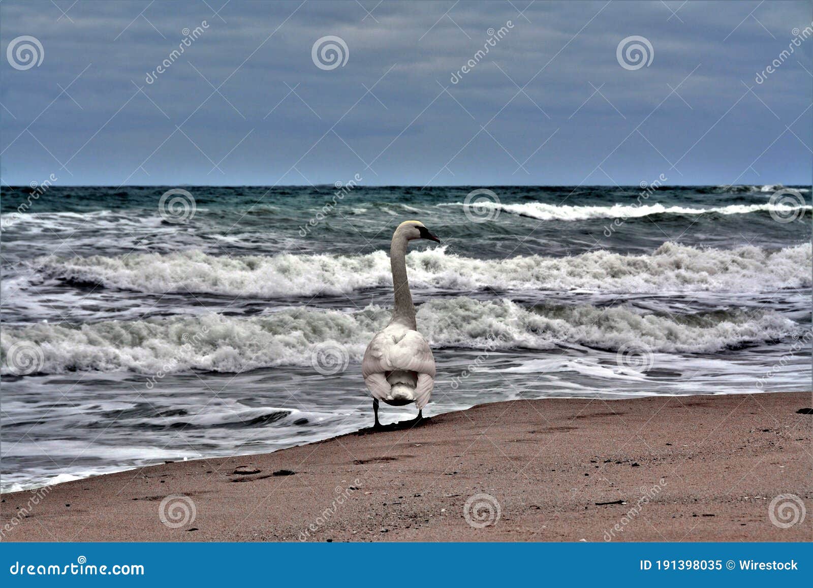 Swan on the Beach before the Storm Stock Image - Image of nature, beach ...
