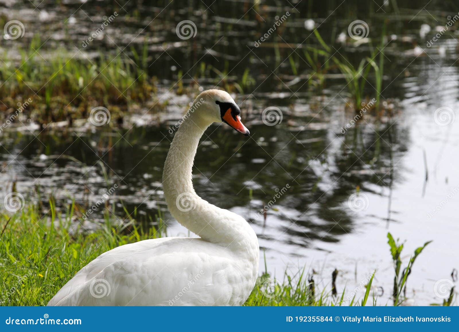 Swan on a beach stock photo. Image of waterfowl, duck - 192355844