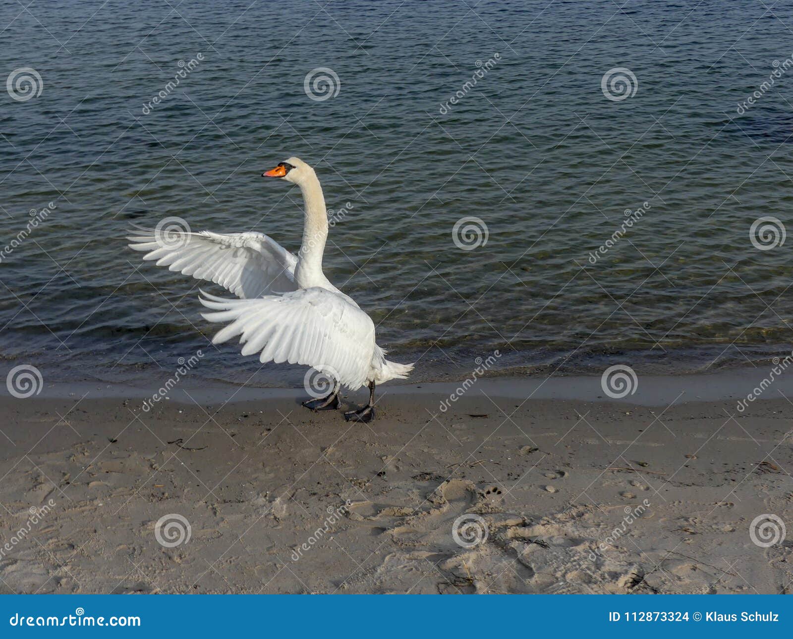 A swan on the beach stock photo. Image of wide, working - 112873324
