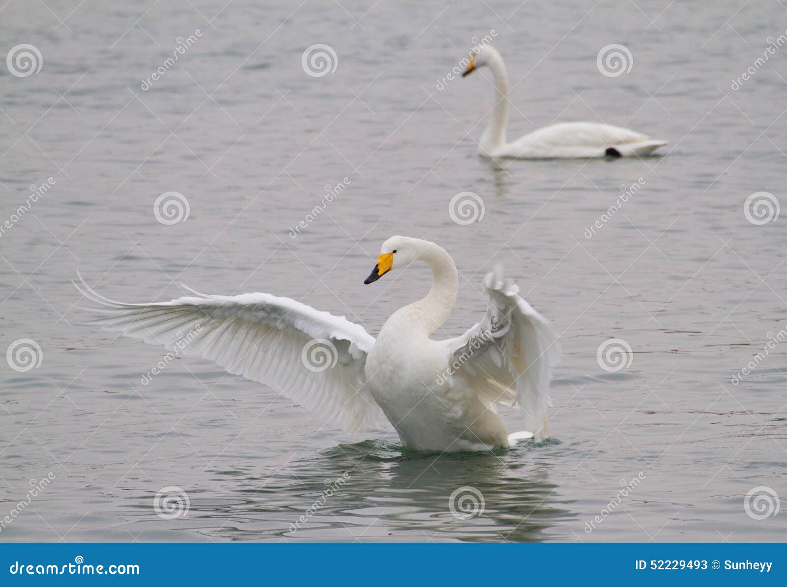 Swan stock image. Image of environment, swan, beautiful - 52229493