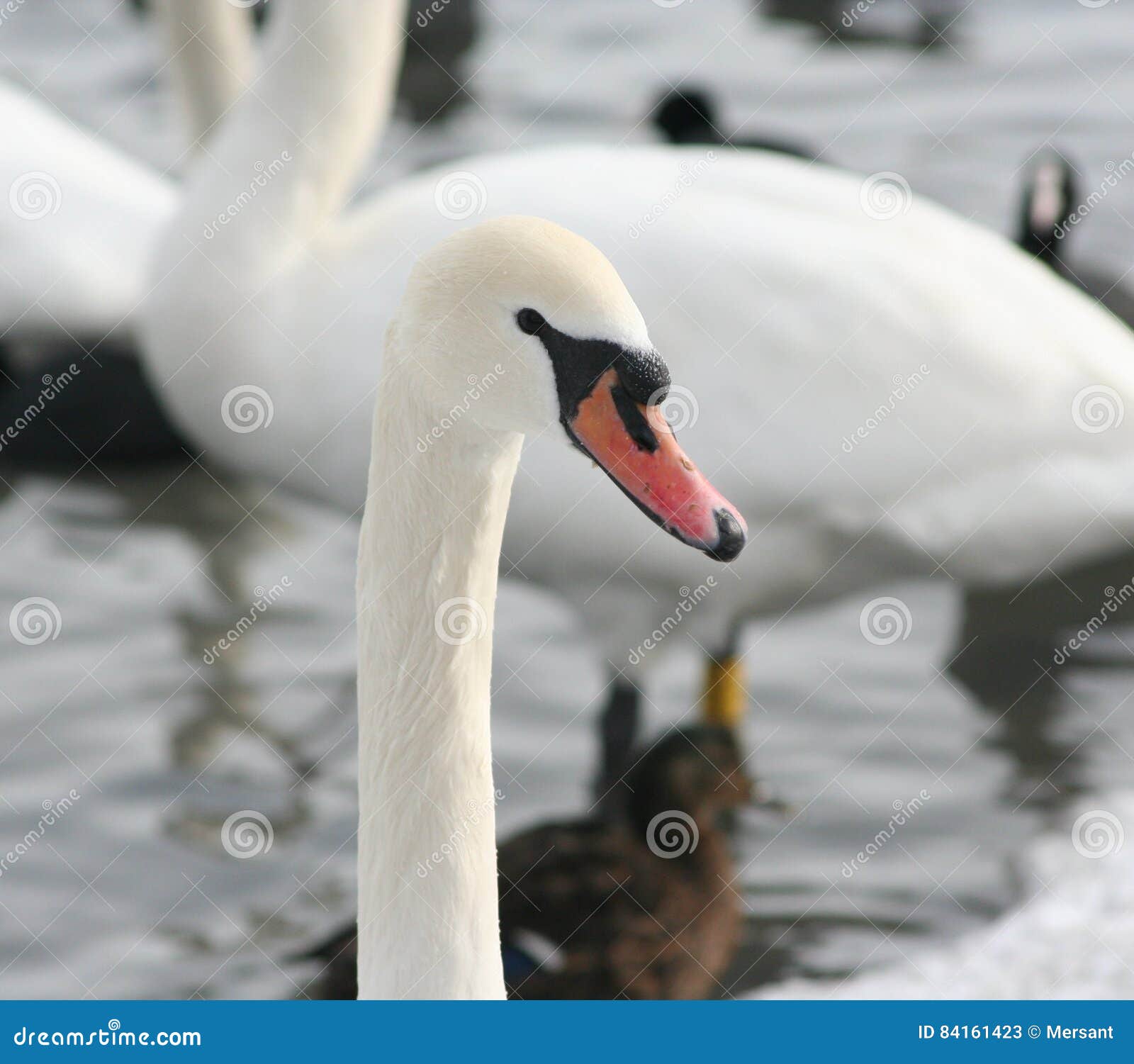 Swan stock image. Image of beautiful, swim, wild, water - 84161423