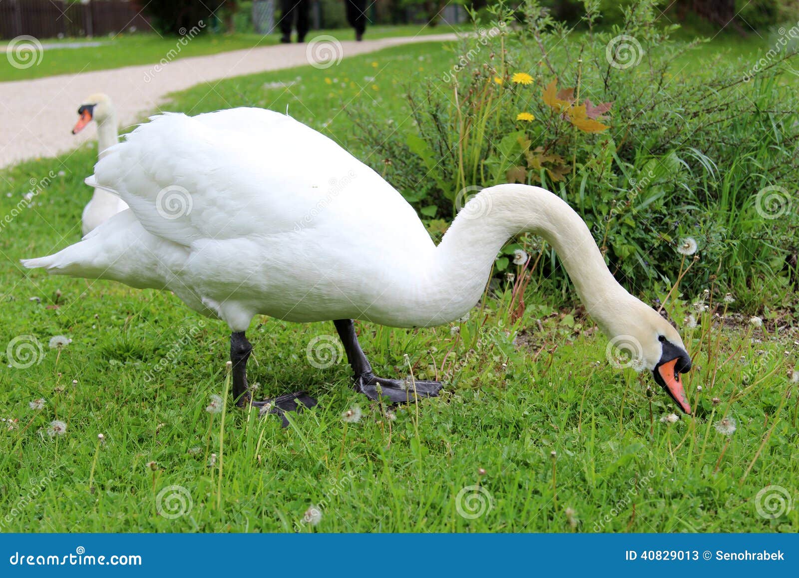 Swan stock image. Image of bird, pond, blue, love, peaceful - 40829013