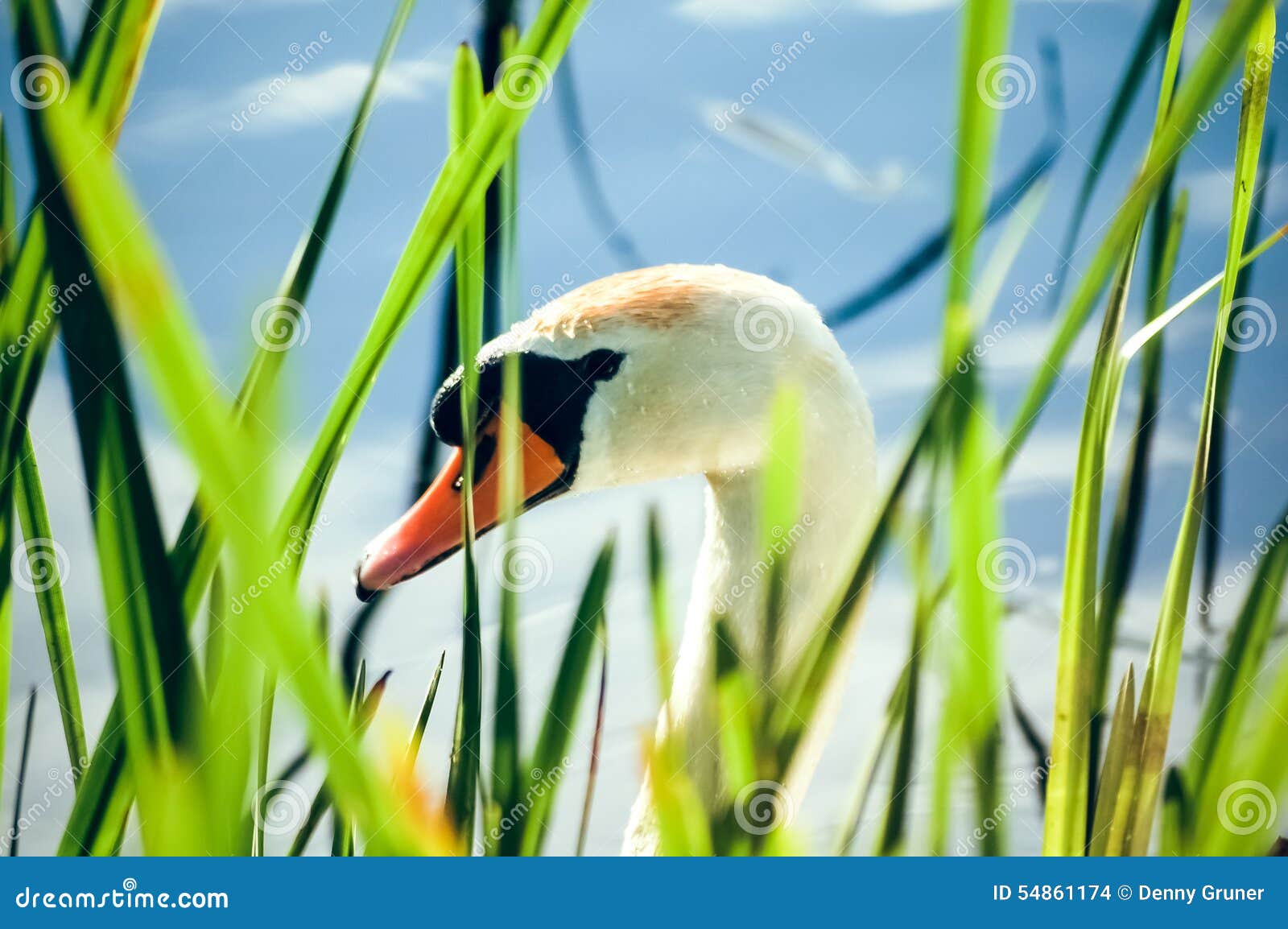 Swan behind reeds stock photo. Image of animal, feather - 54861174