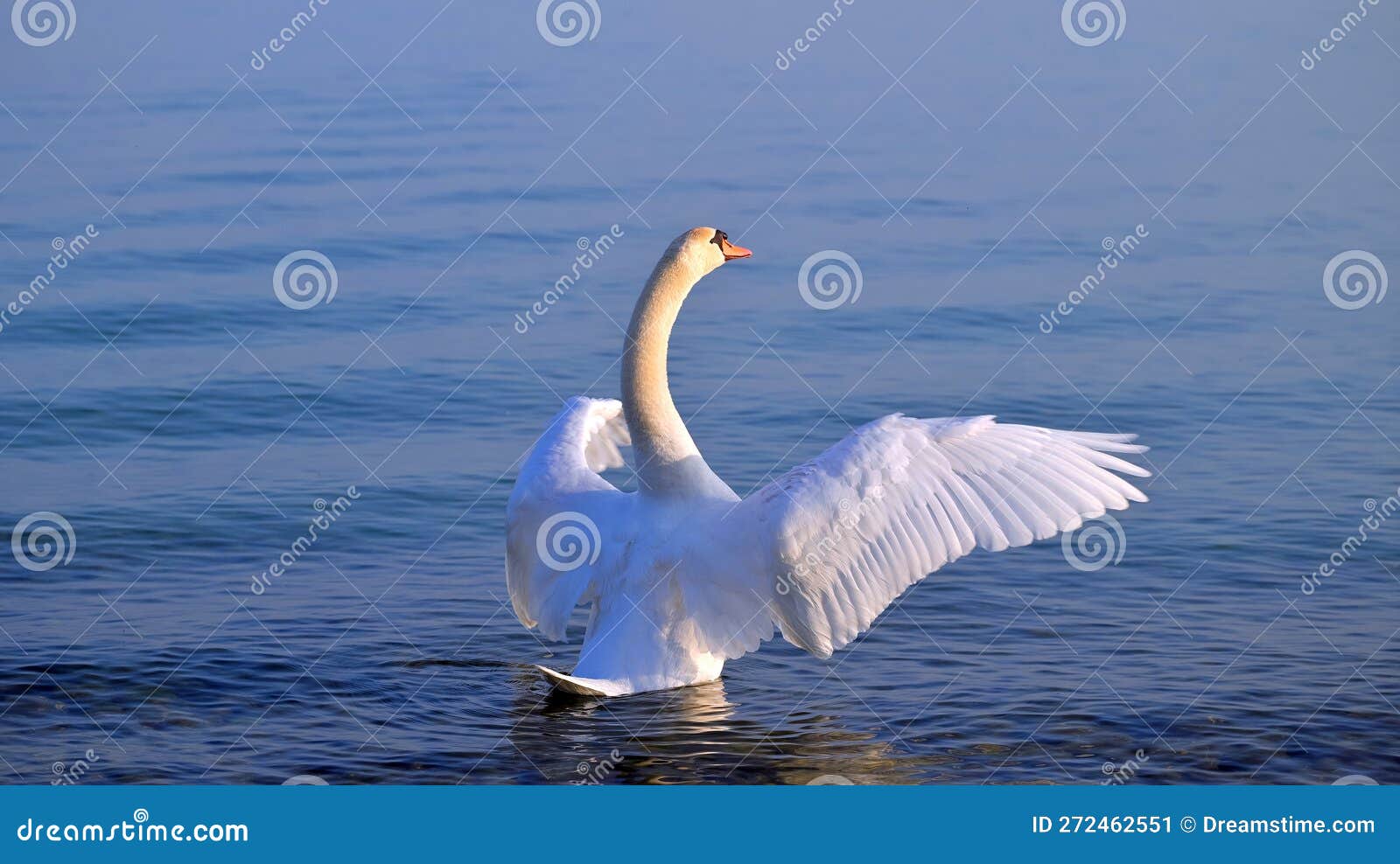 Swan with big spread wing stock image. Image of wings - 272462551