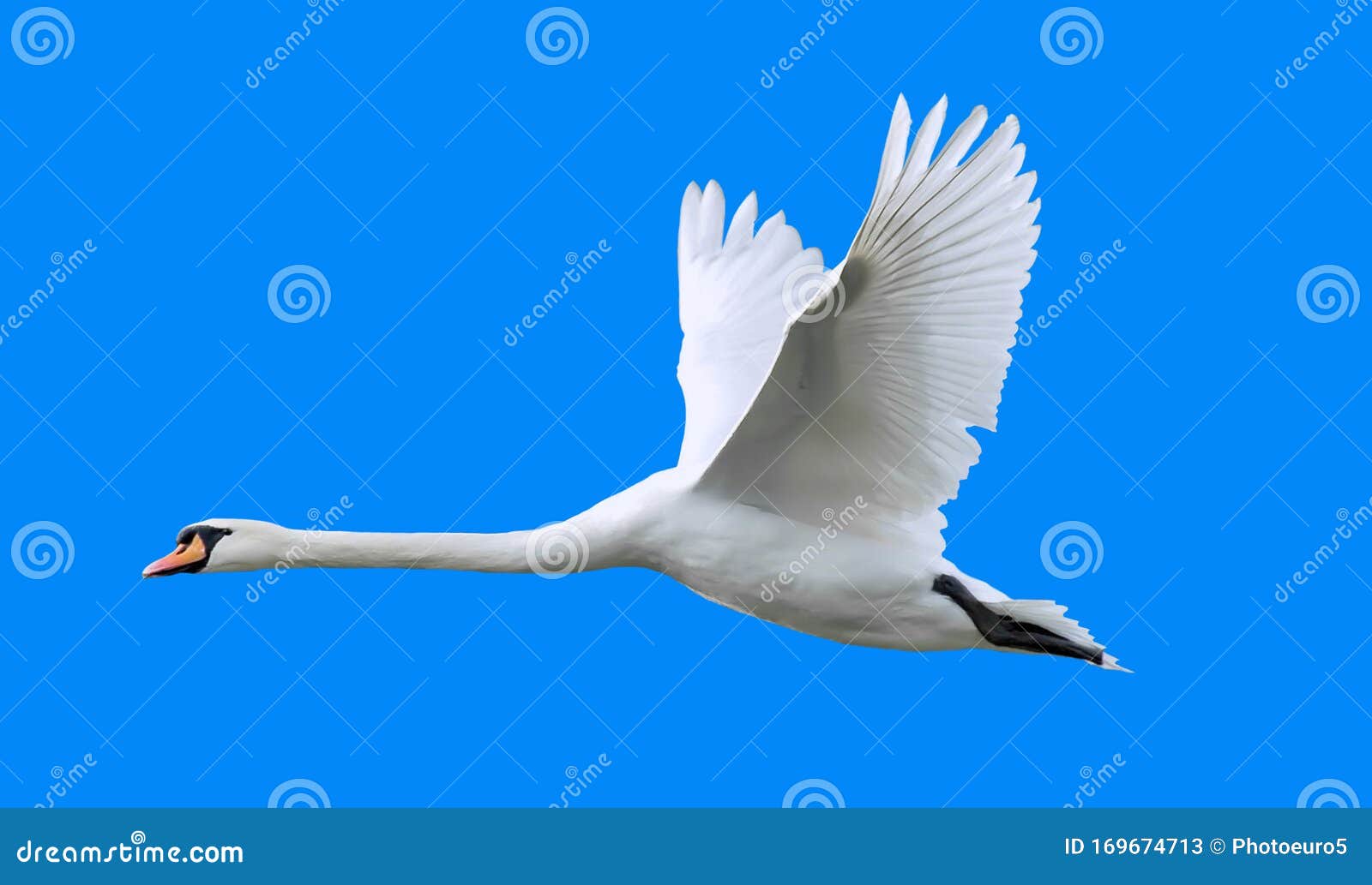 Swan bird in flight stock image. Image of america, ontario - 169674713