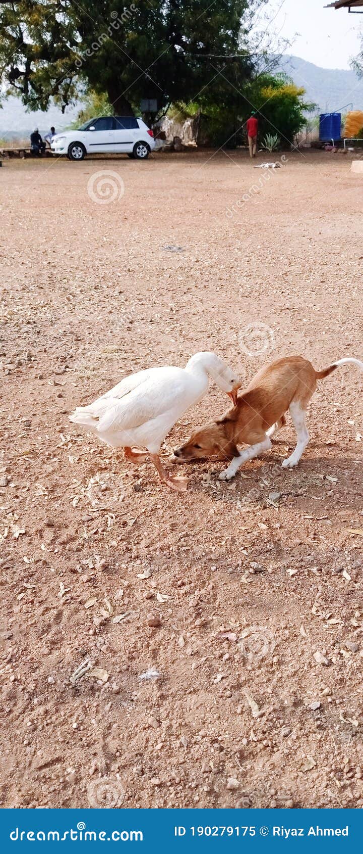 A Swan Bites To a Puppy in the Farm Stock Image - Image of swan, farm ...