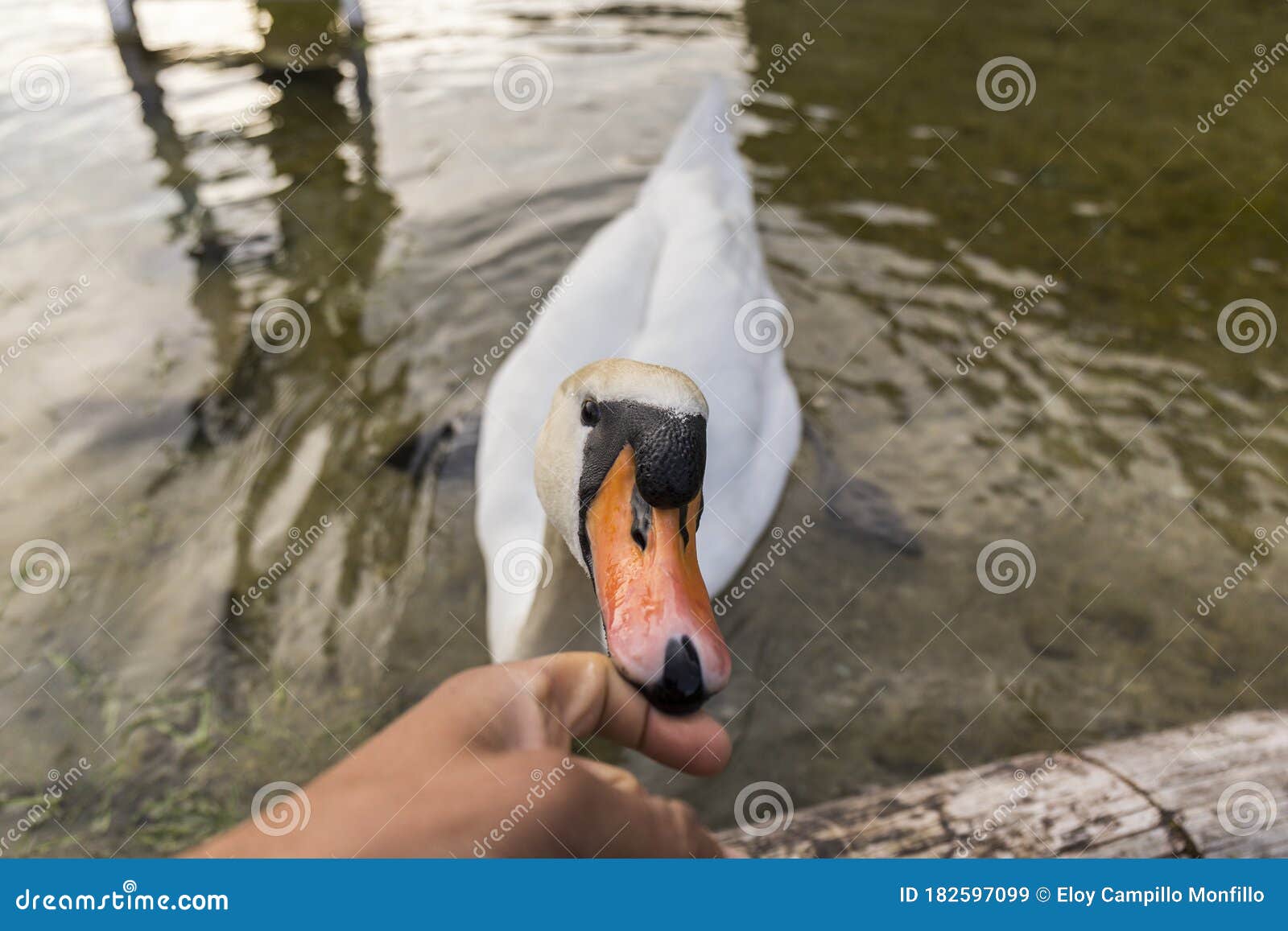 Swan in the lake stock image. Image of hand, feather - 182597099